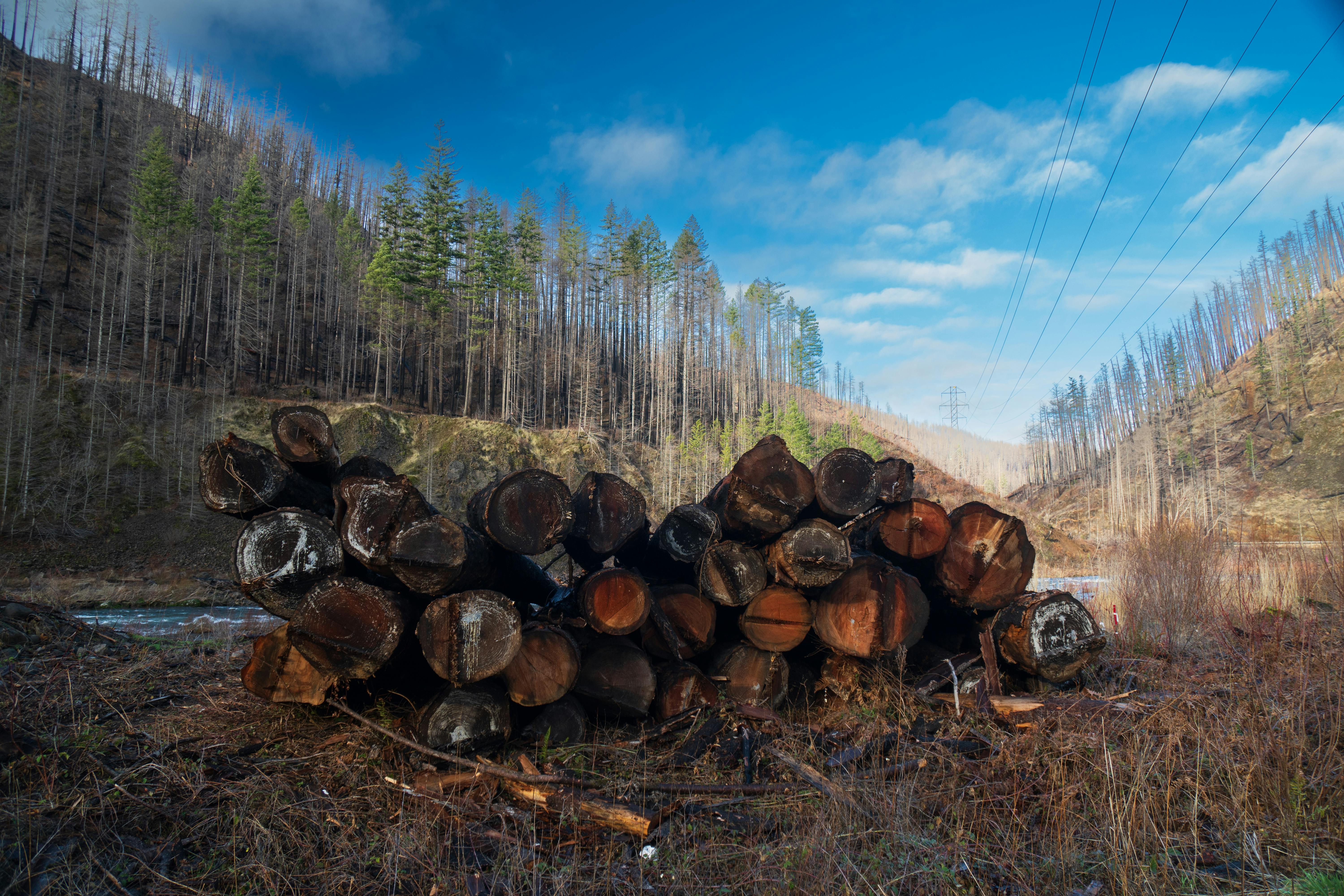 Cut Down Tree Logs in a Pile · Free Stock Photo