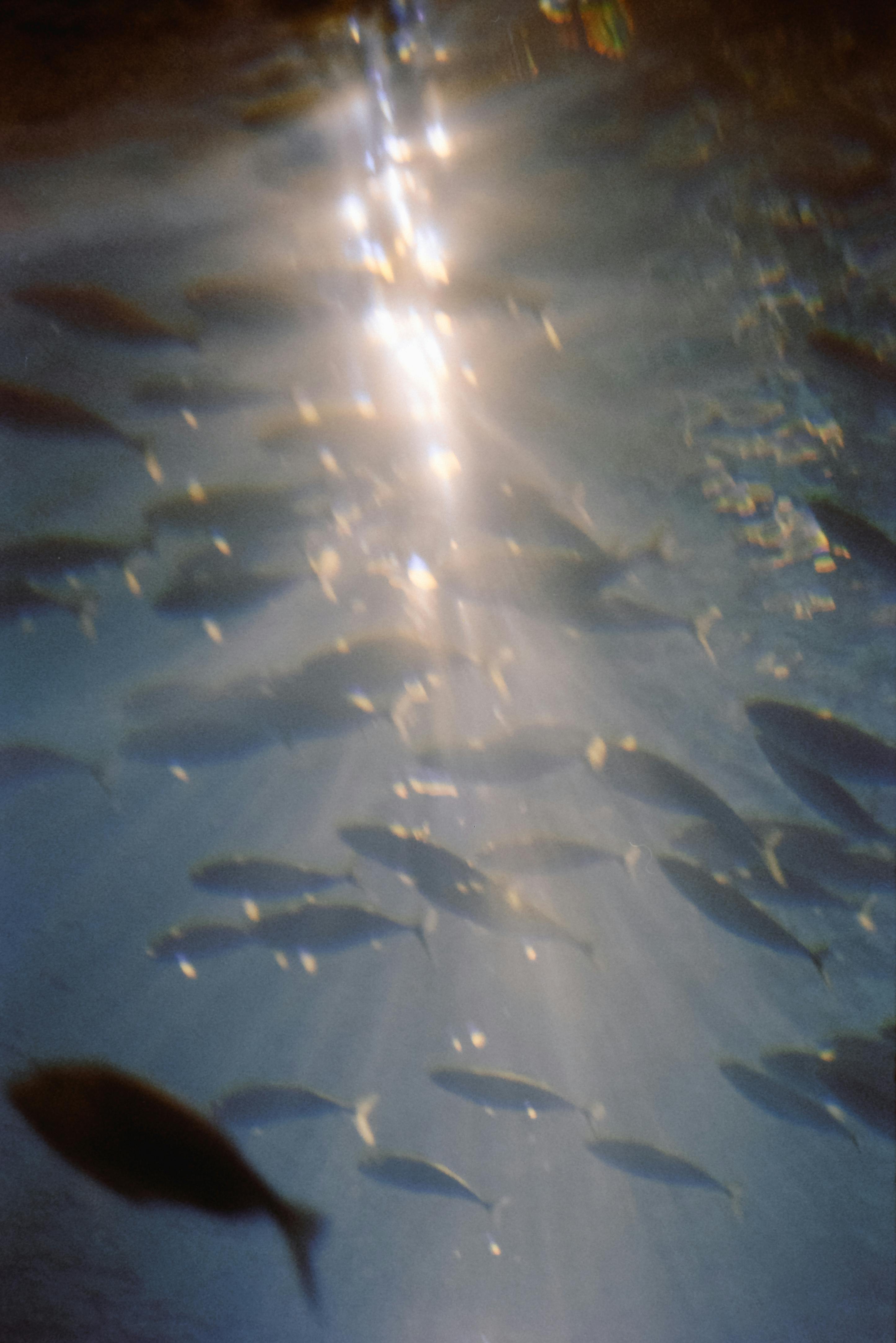 School of Fish · Free Stock Photo