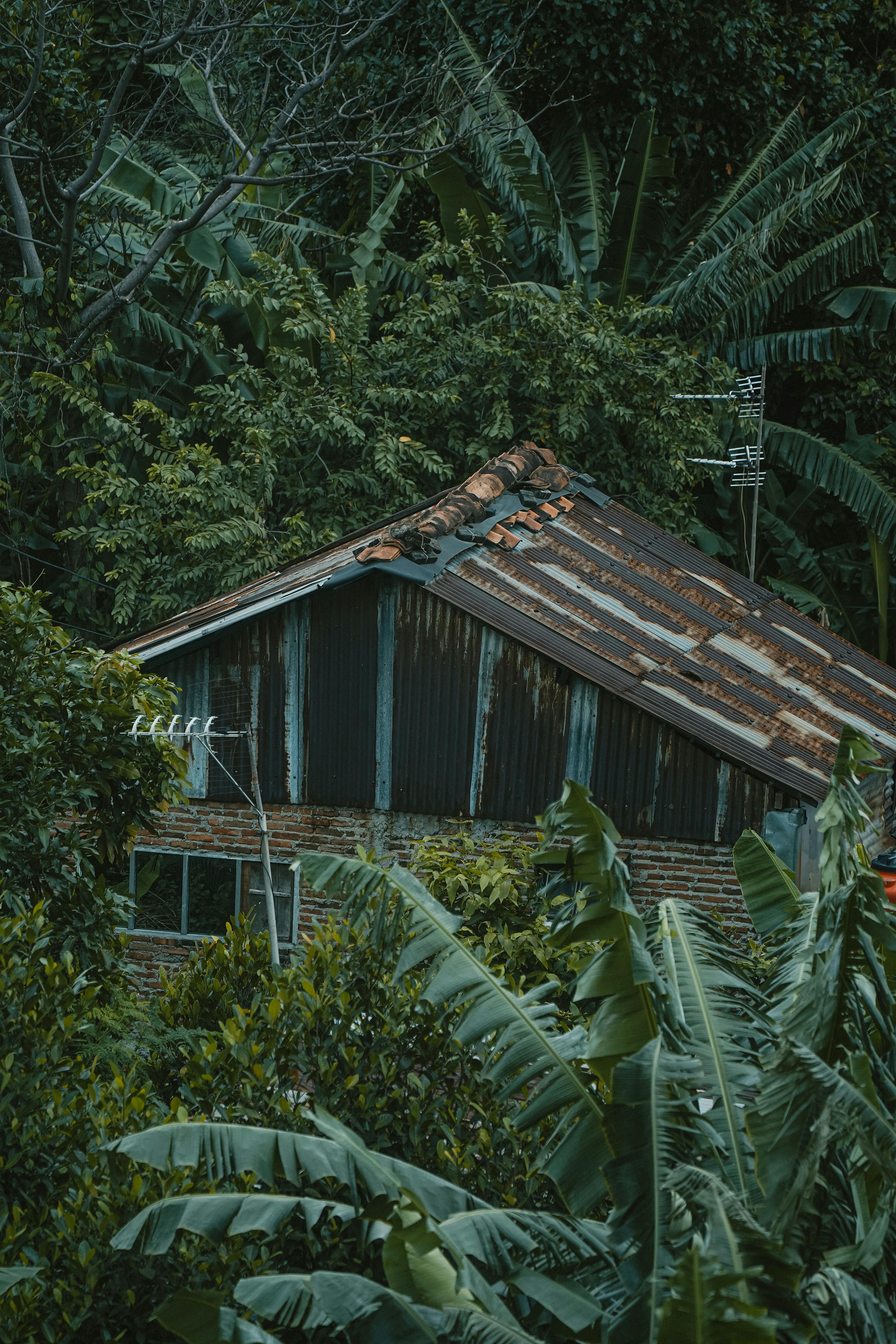 Rusted Building in a Jungle · Free Stock Photo