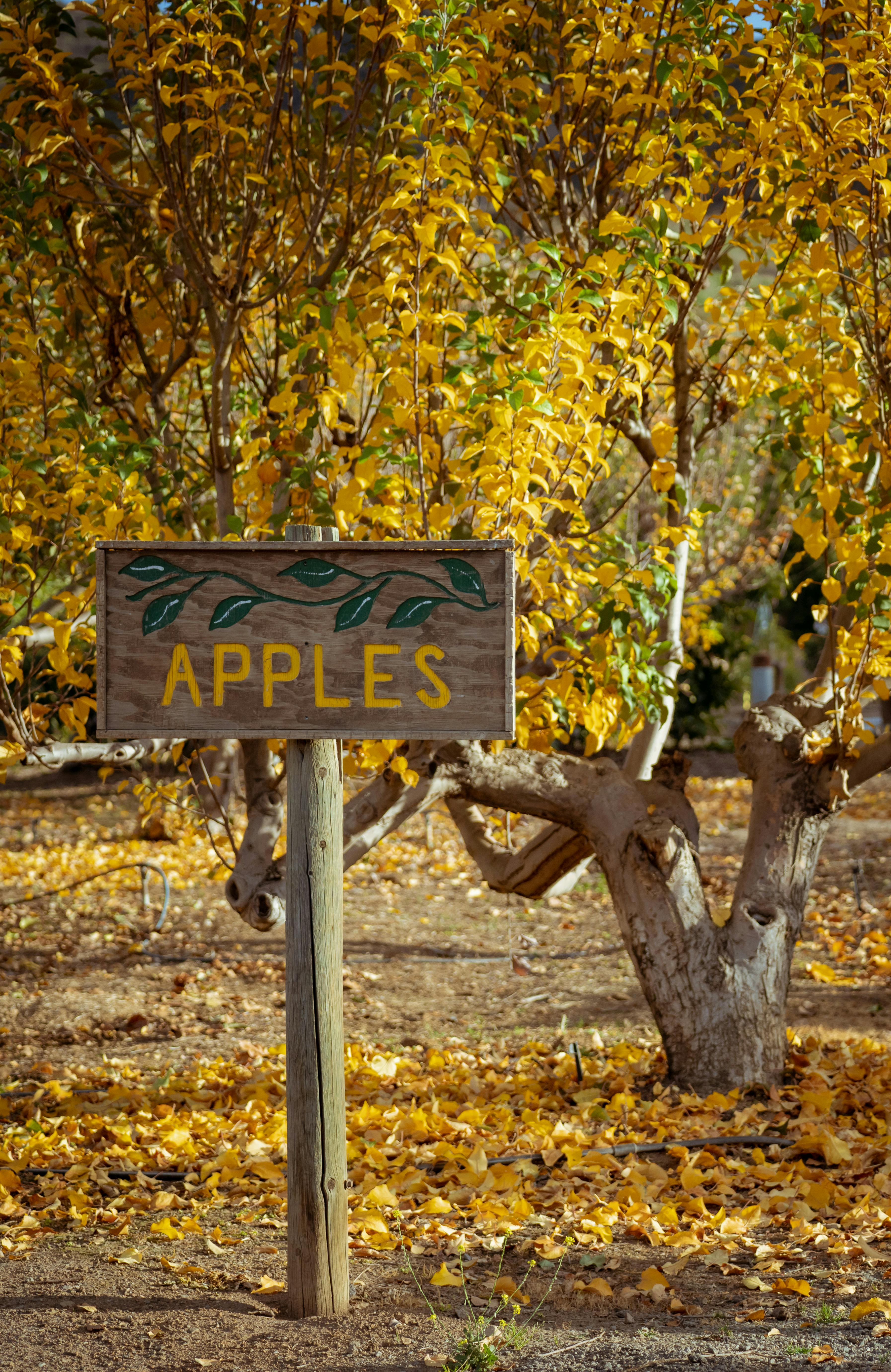 Apples Trees · Free Stock Photo
