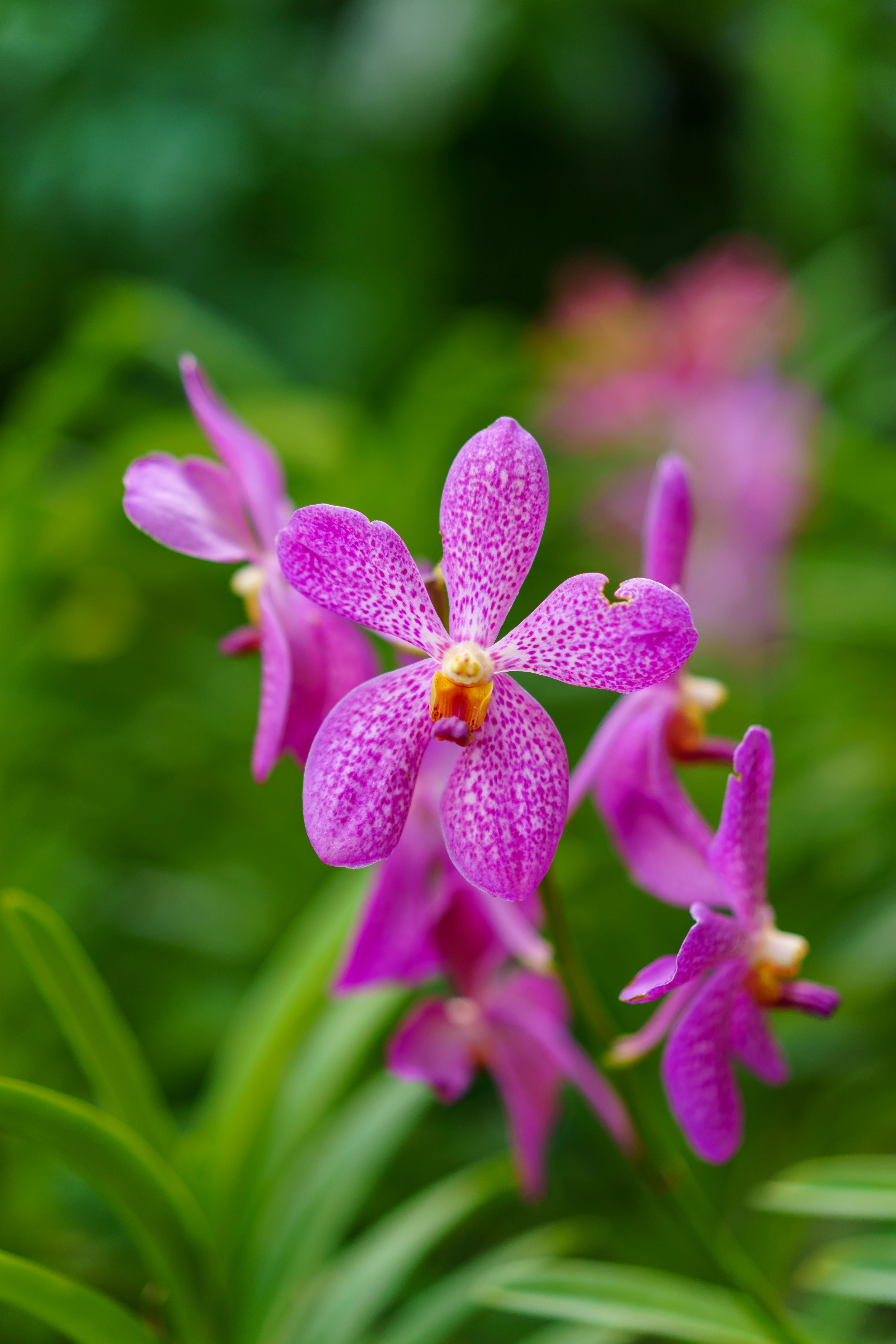 Orchid Flowers in Bloom · Free Stock Photo