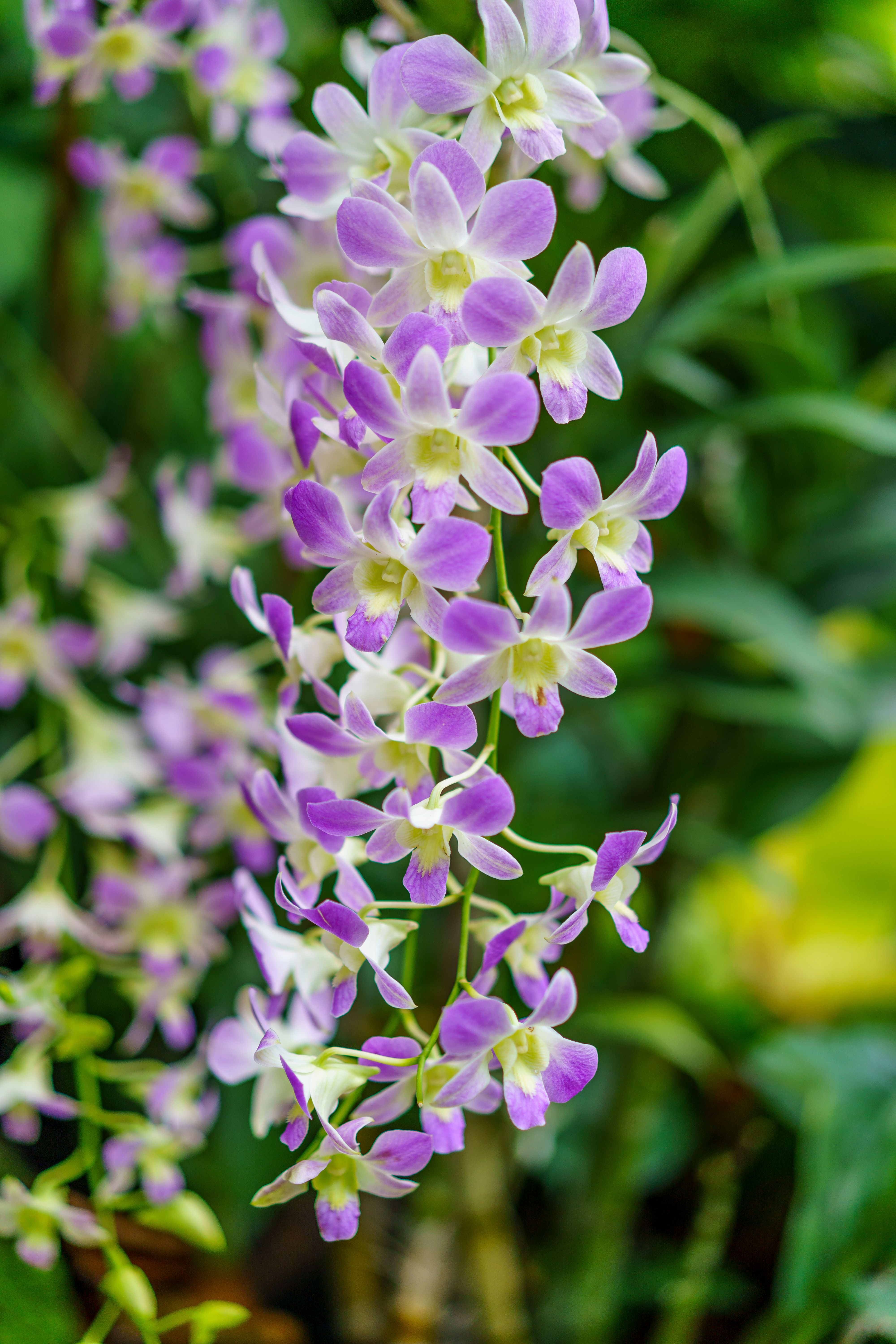 Orchid Flowers in Bloom · Free Stock Photo