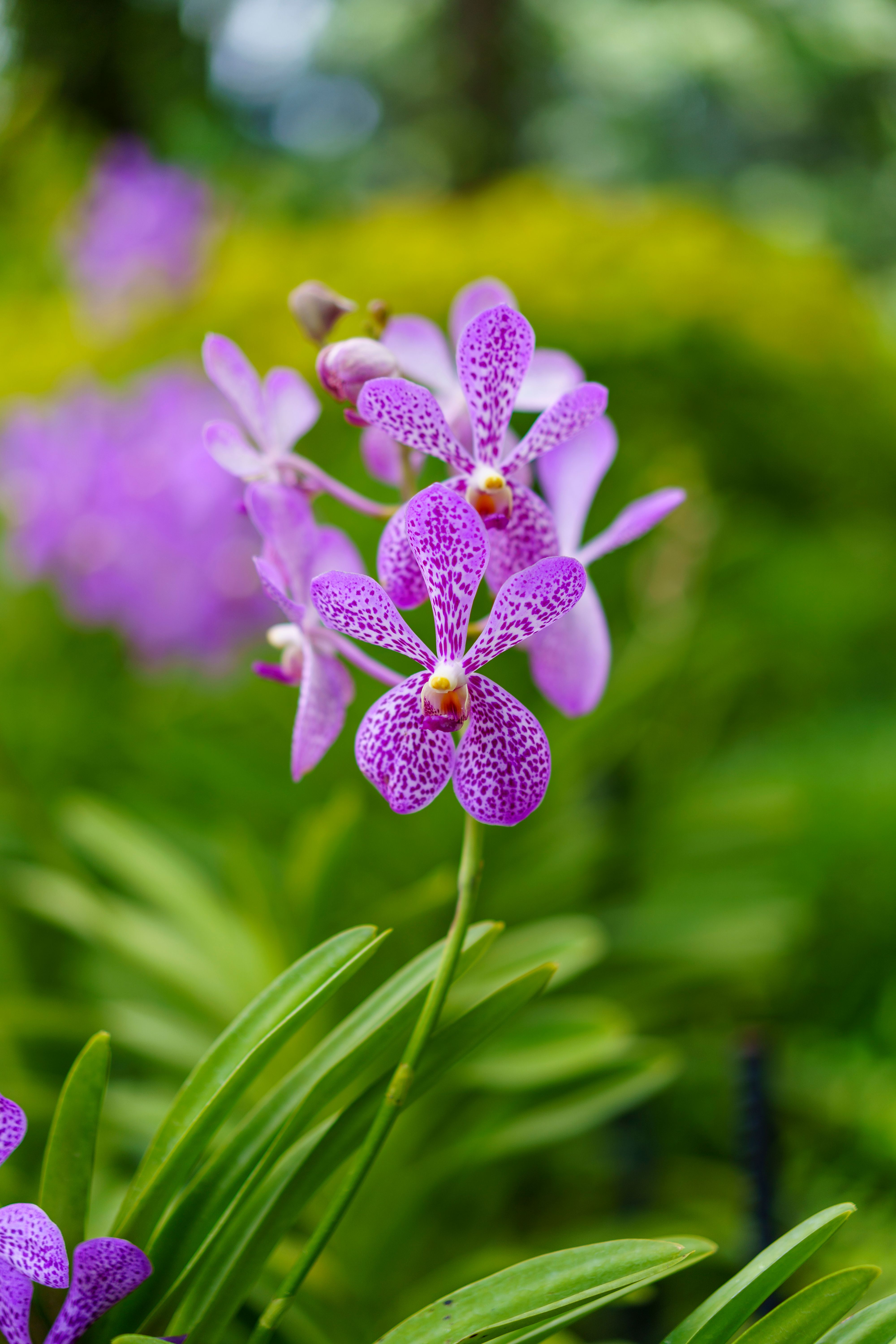 Orchid Flowers in Bloom · Free Stock Photo