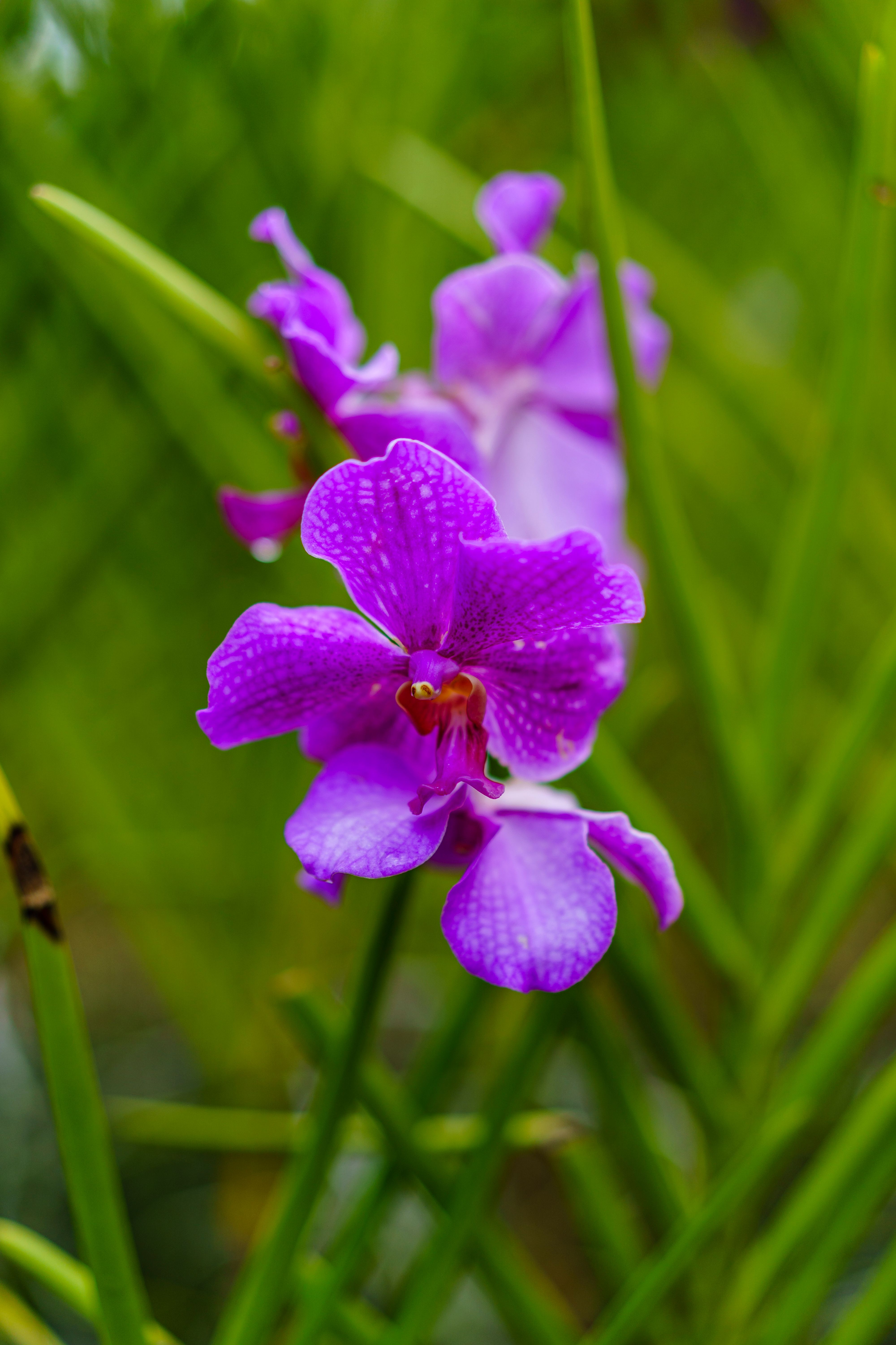Orchid Flowers in Bloom · Free Stock Photo