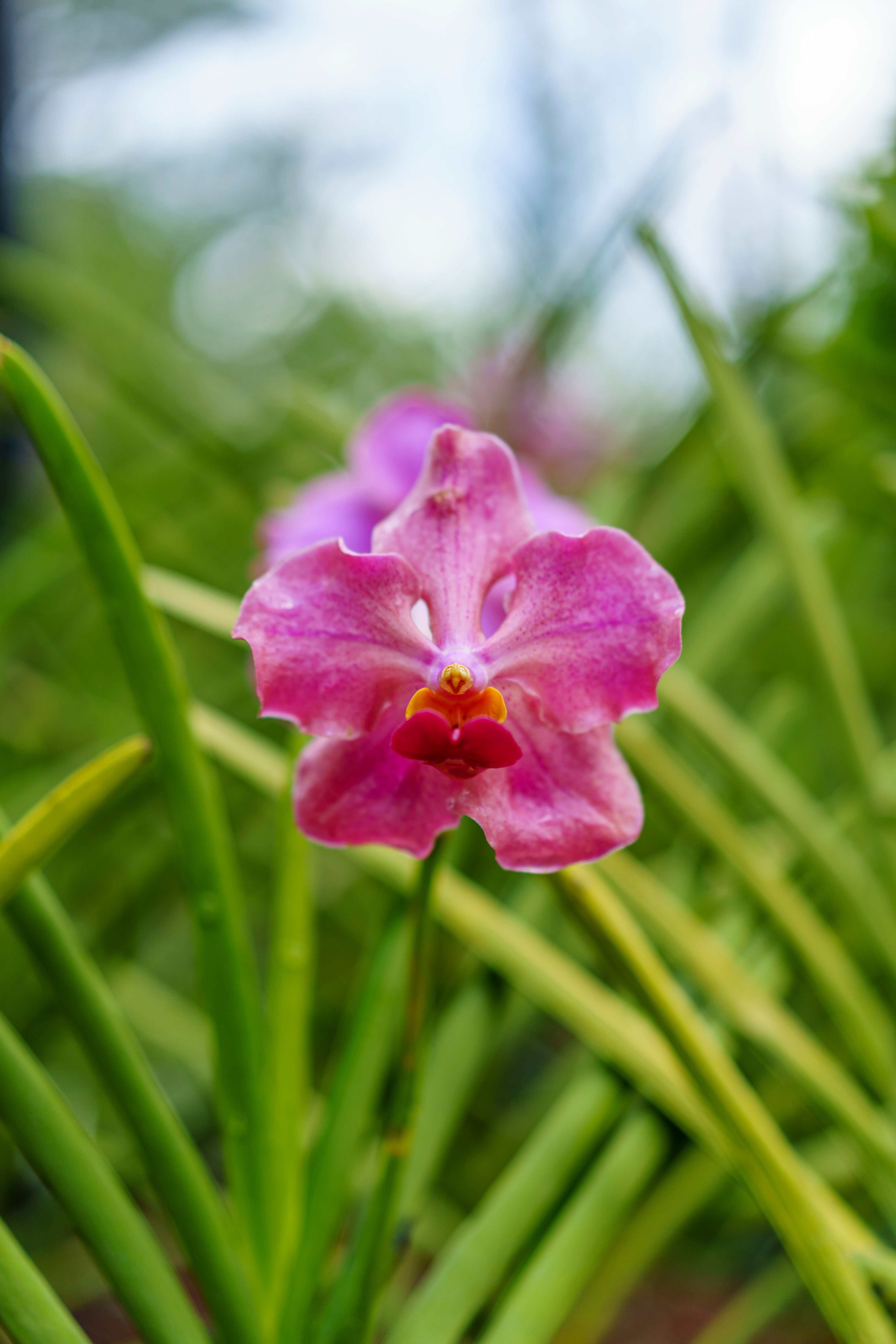 Orchid Flowers in Bloom · Free Stock Photo