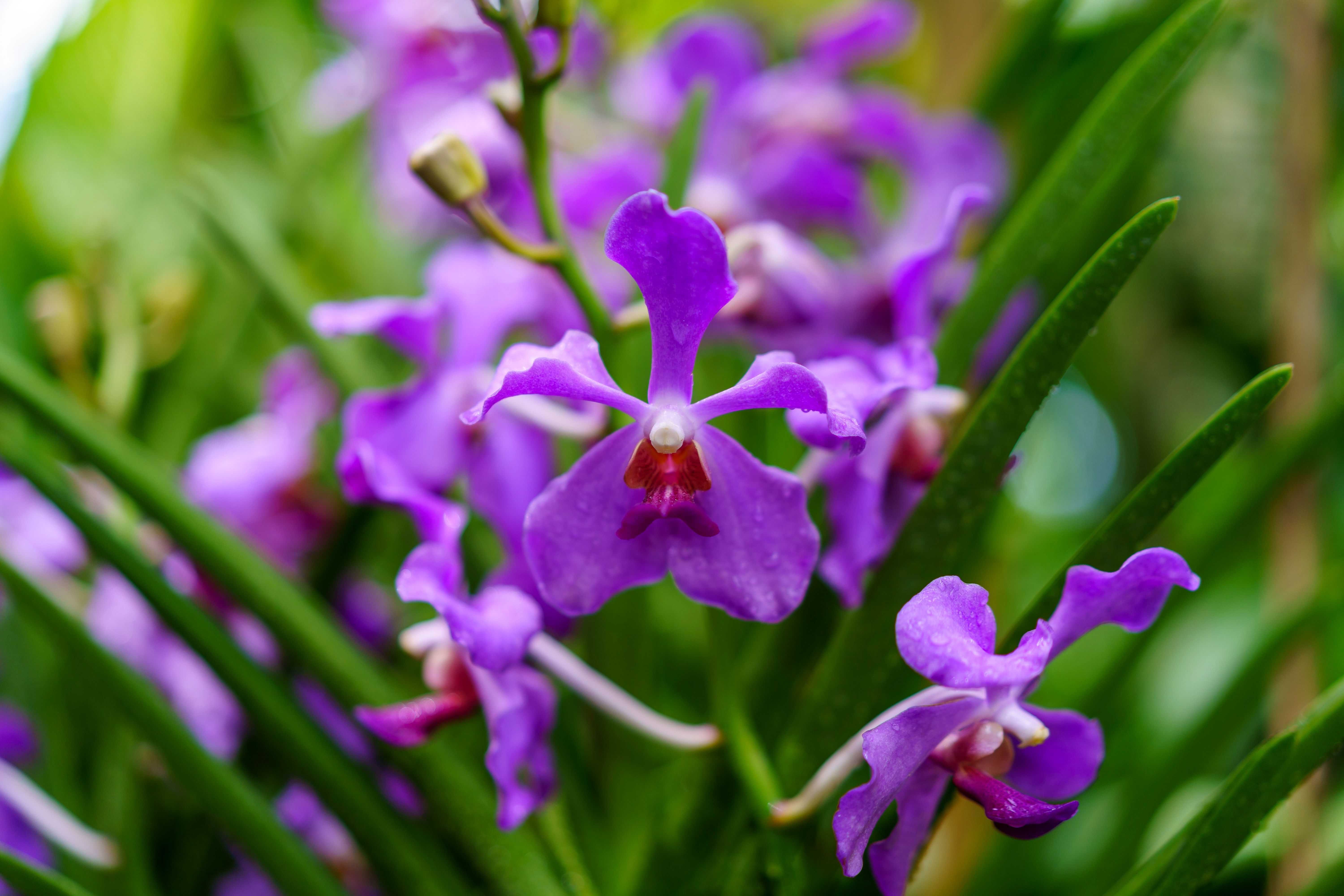 Close-up Photo of Orchids · Free Stock Photo
