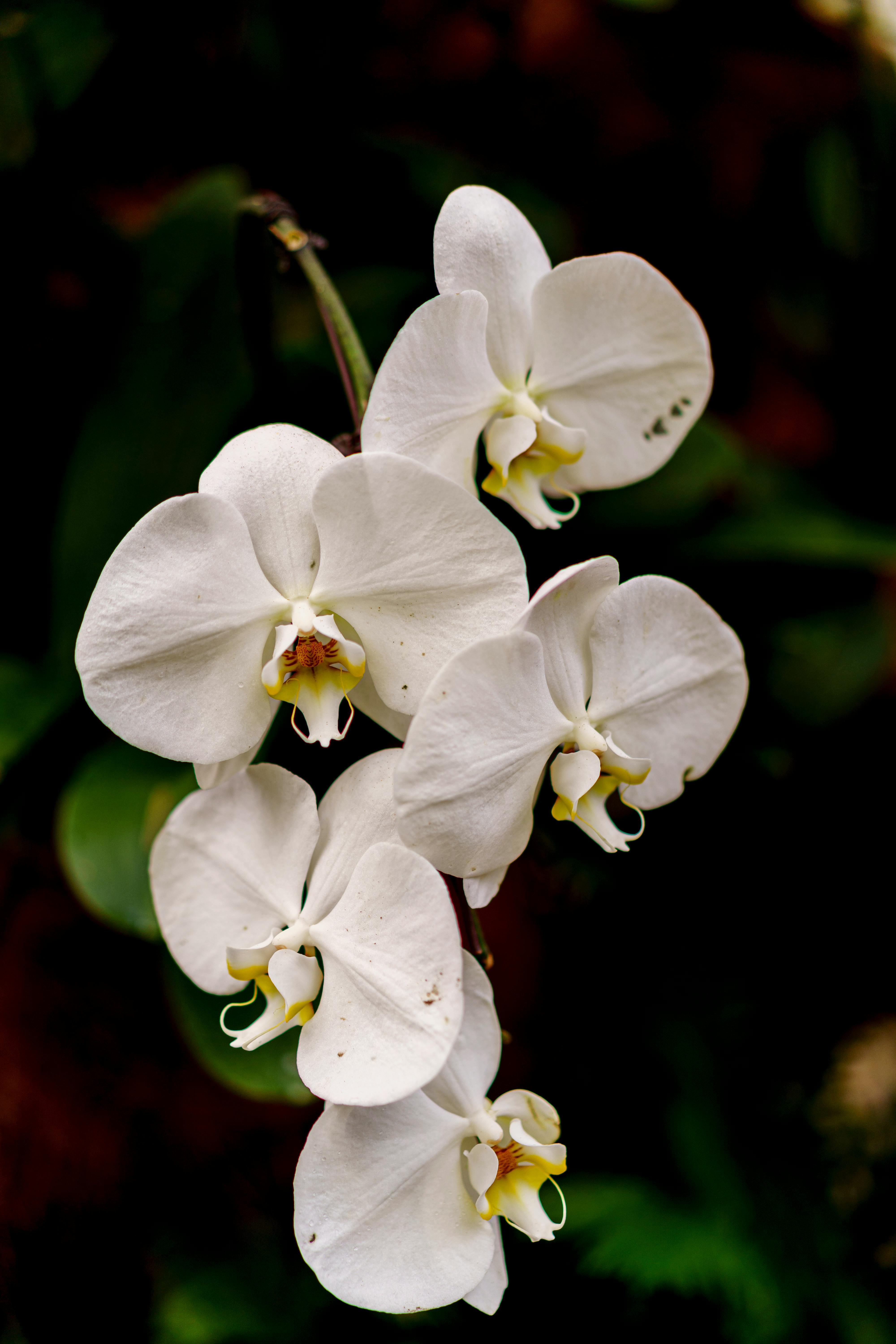 Orchidaceae Photos, Download The BEST Free Orchidaceae Stock Photos ...