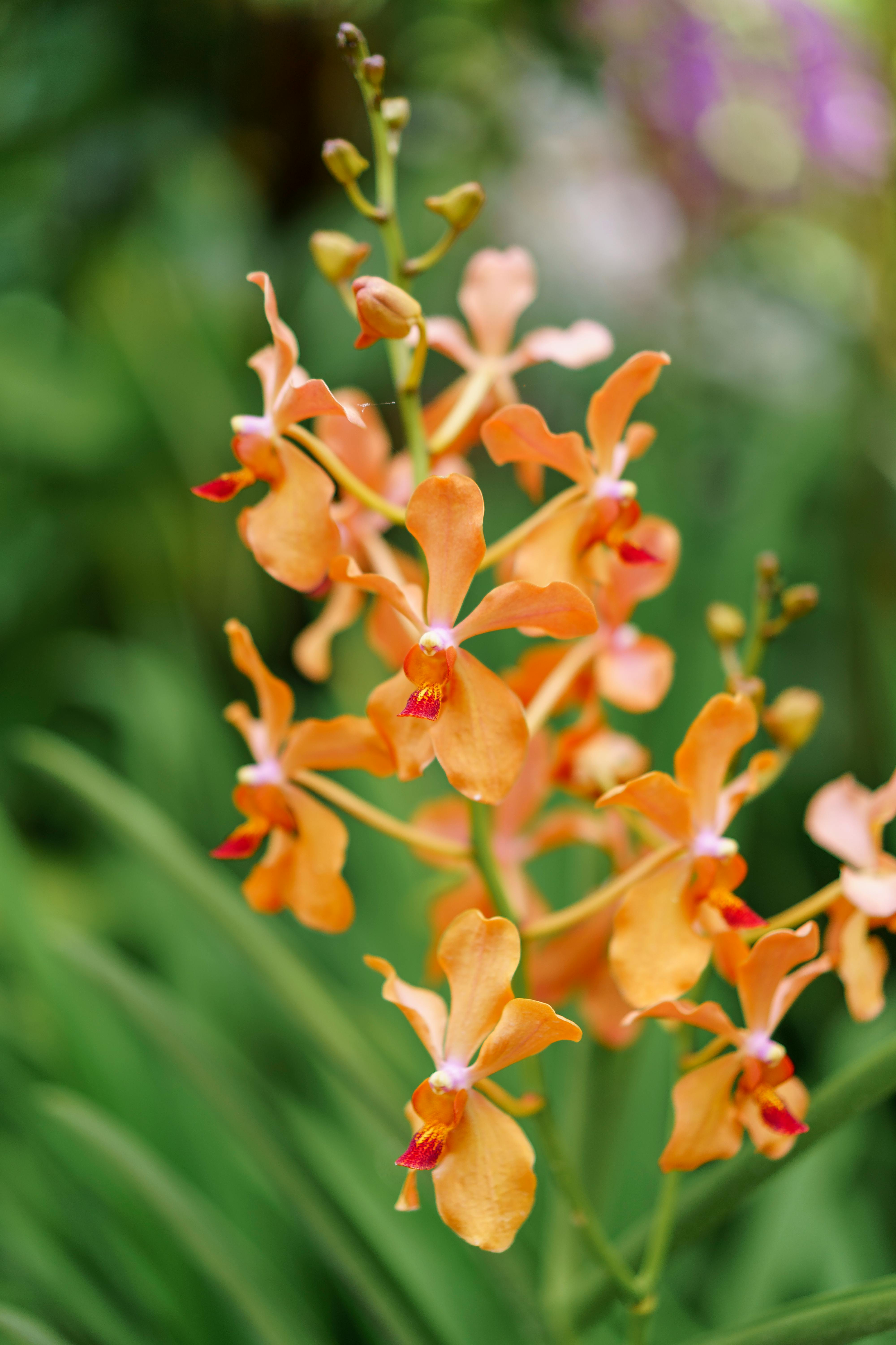 Close-Up of Blooming Flowers · Free Stock Photo