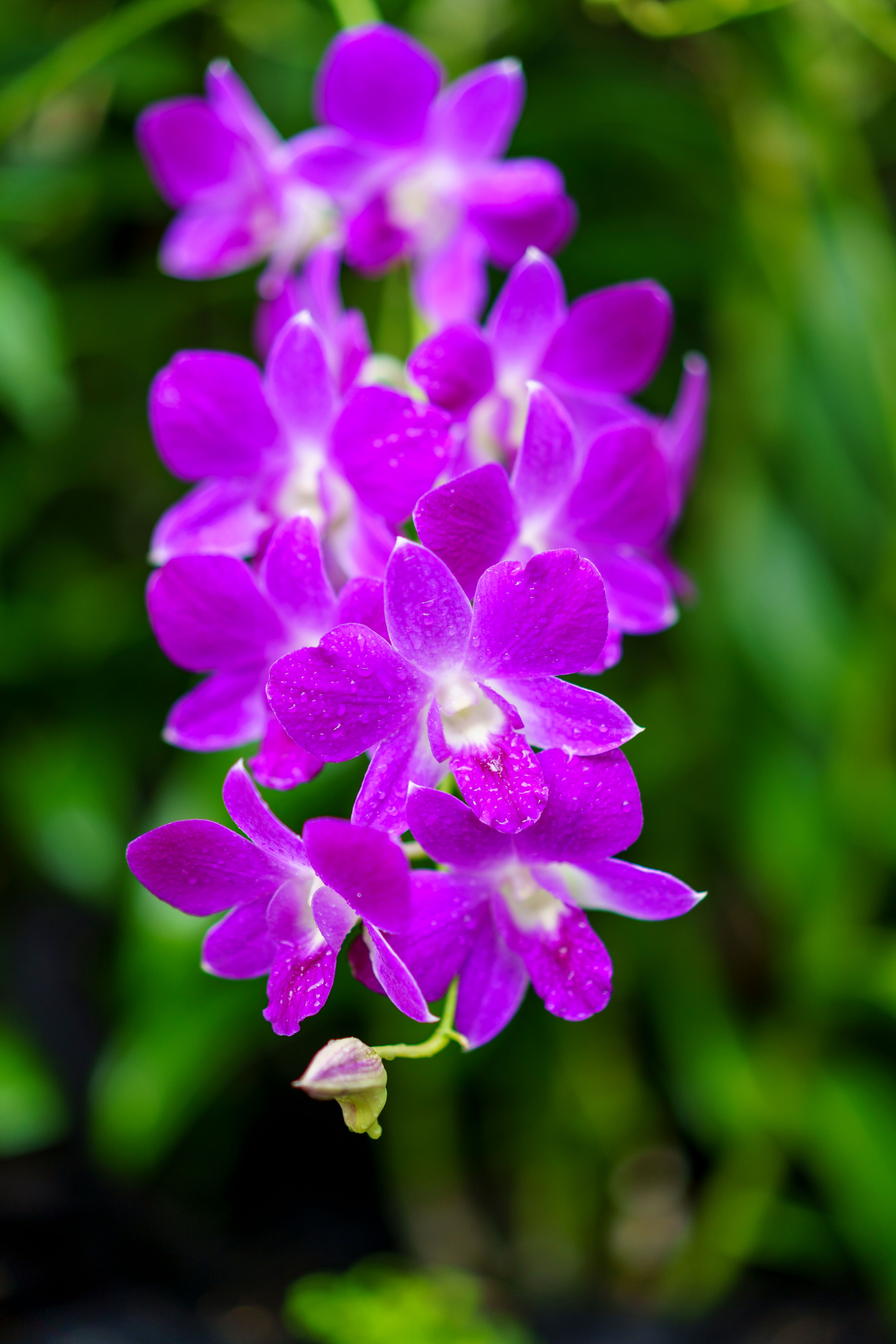 Close-Up of Flowers in Bloom · Free Stock Photo
