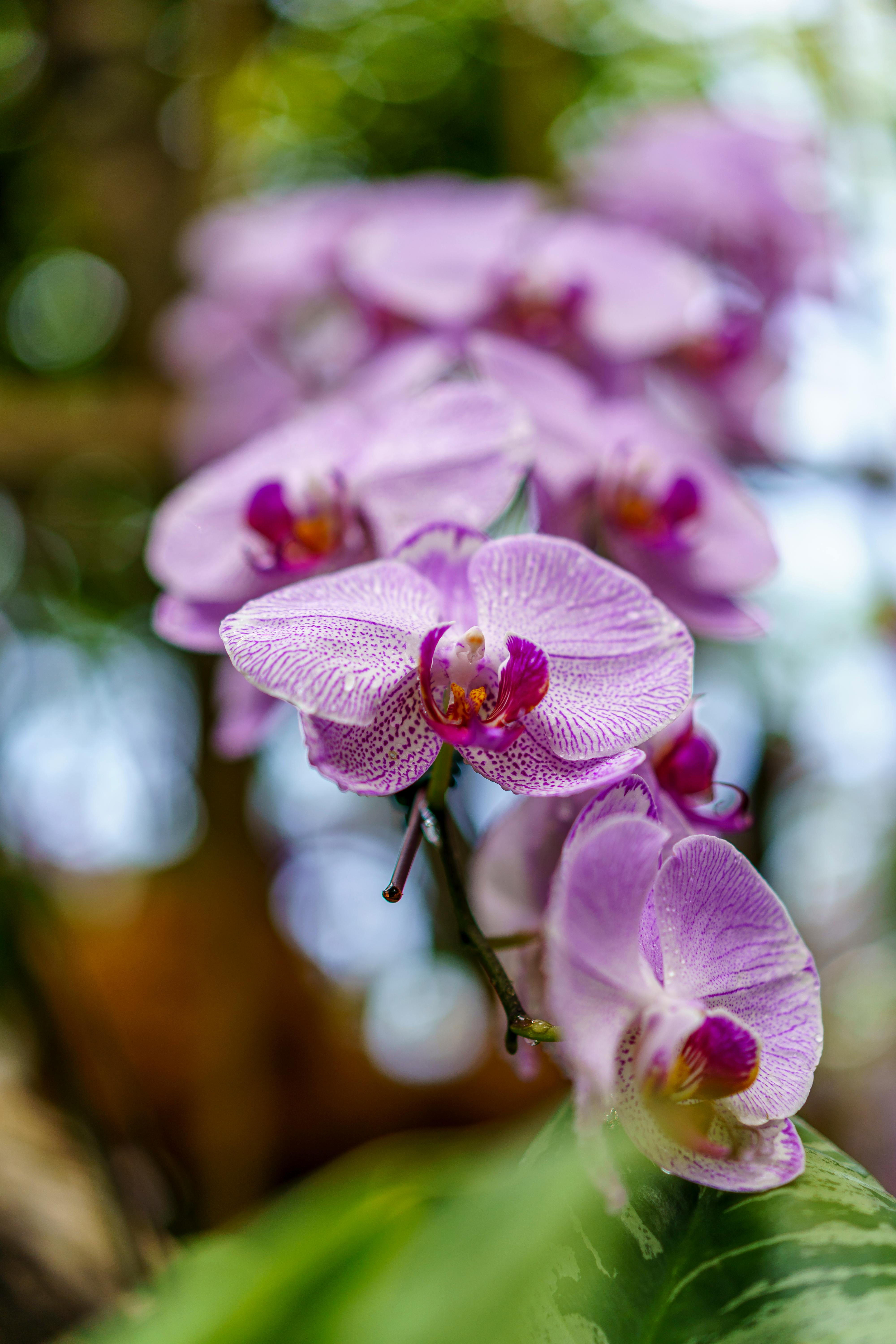 Keluarga Orchidaceae Photos, Download The BEST Free Keluarga ...