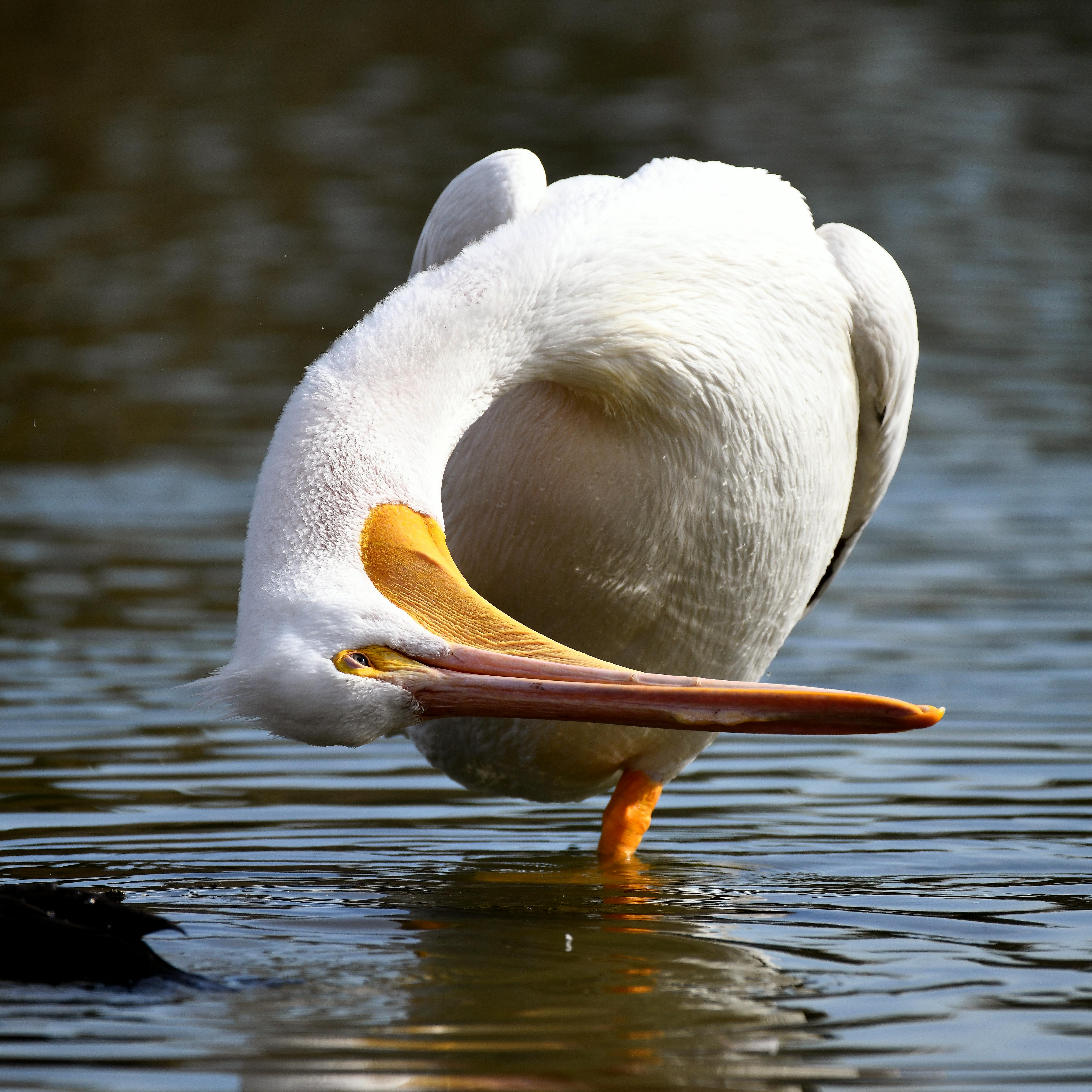 Close-up of a Pelican · Free Stock Photo