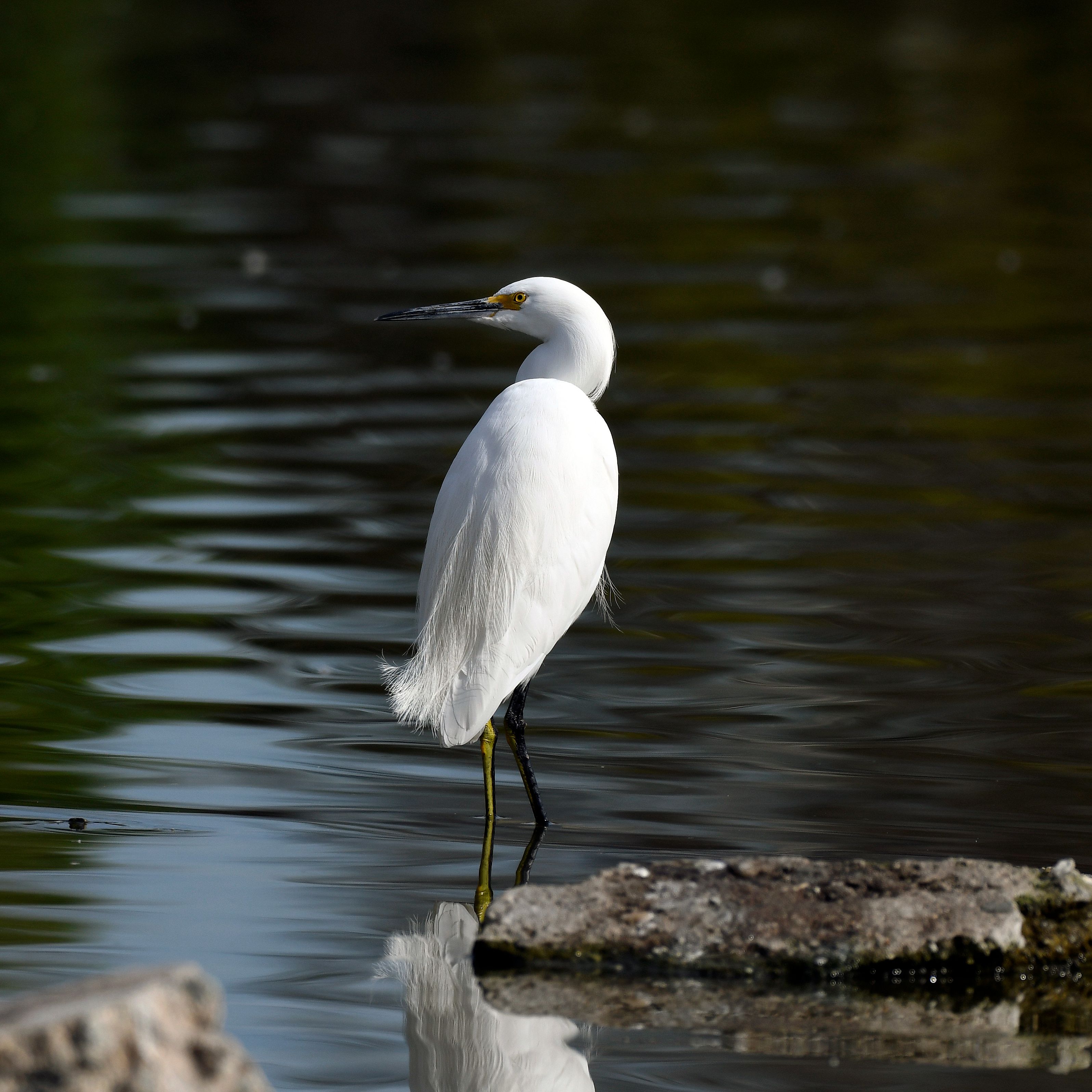 White Bird on the Lake · Free Stock Photo