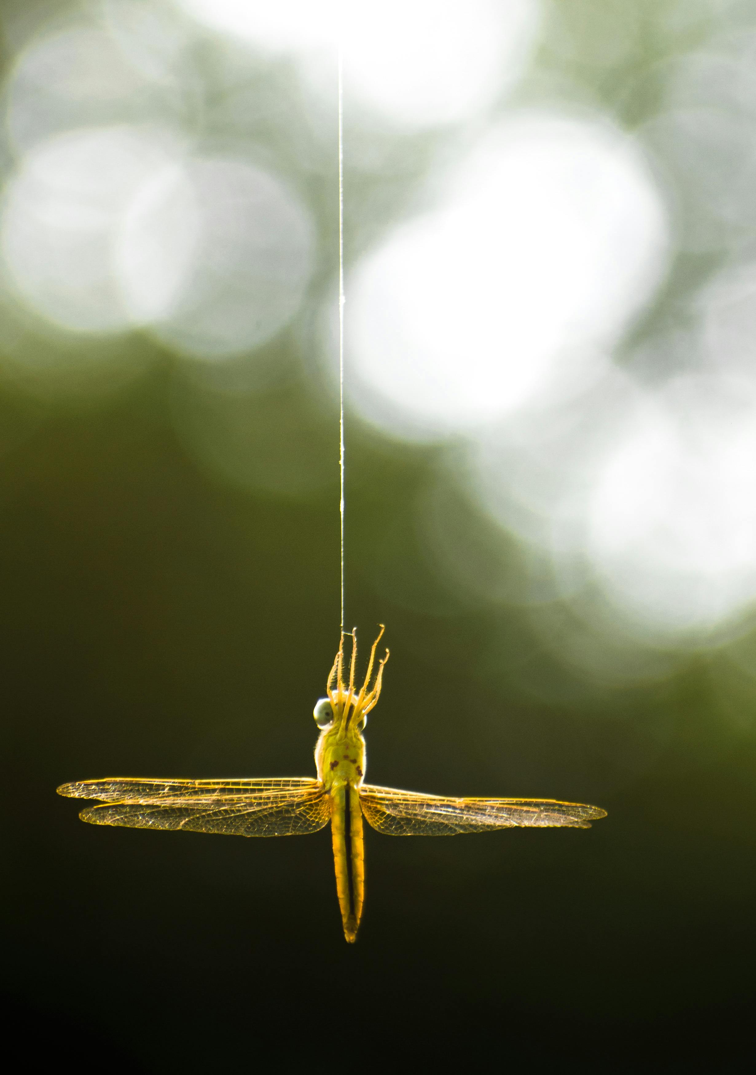 Dragon Fly Photos, Download The BEST Free Dragon Fly Stock Photos & HD ...
