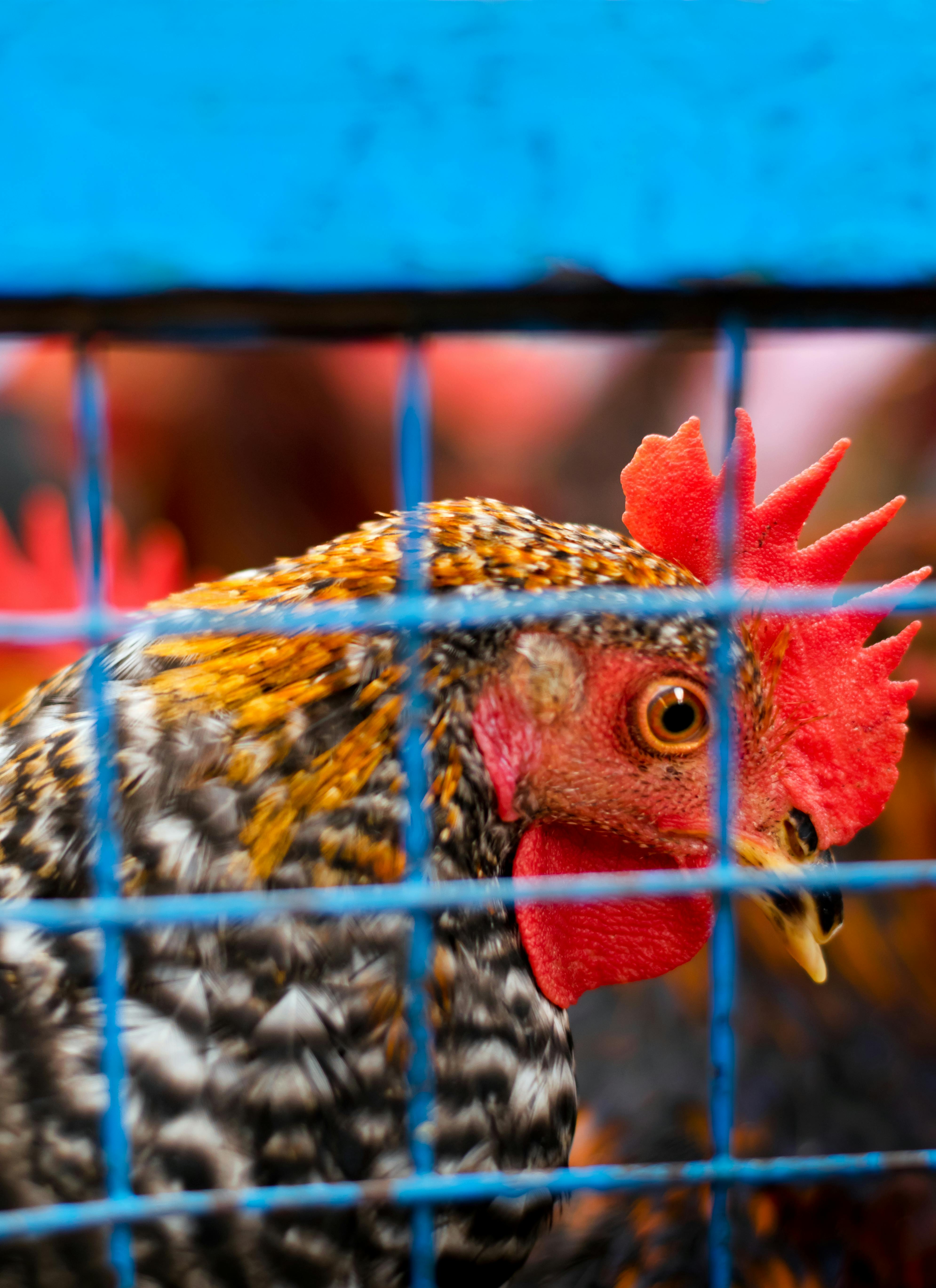 Free Range Chicken Farm Photos, Download The BEST Free Free Range ...