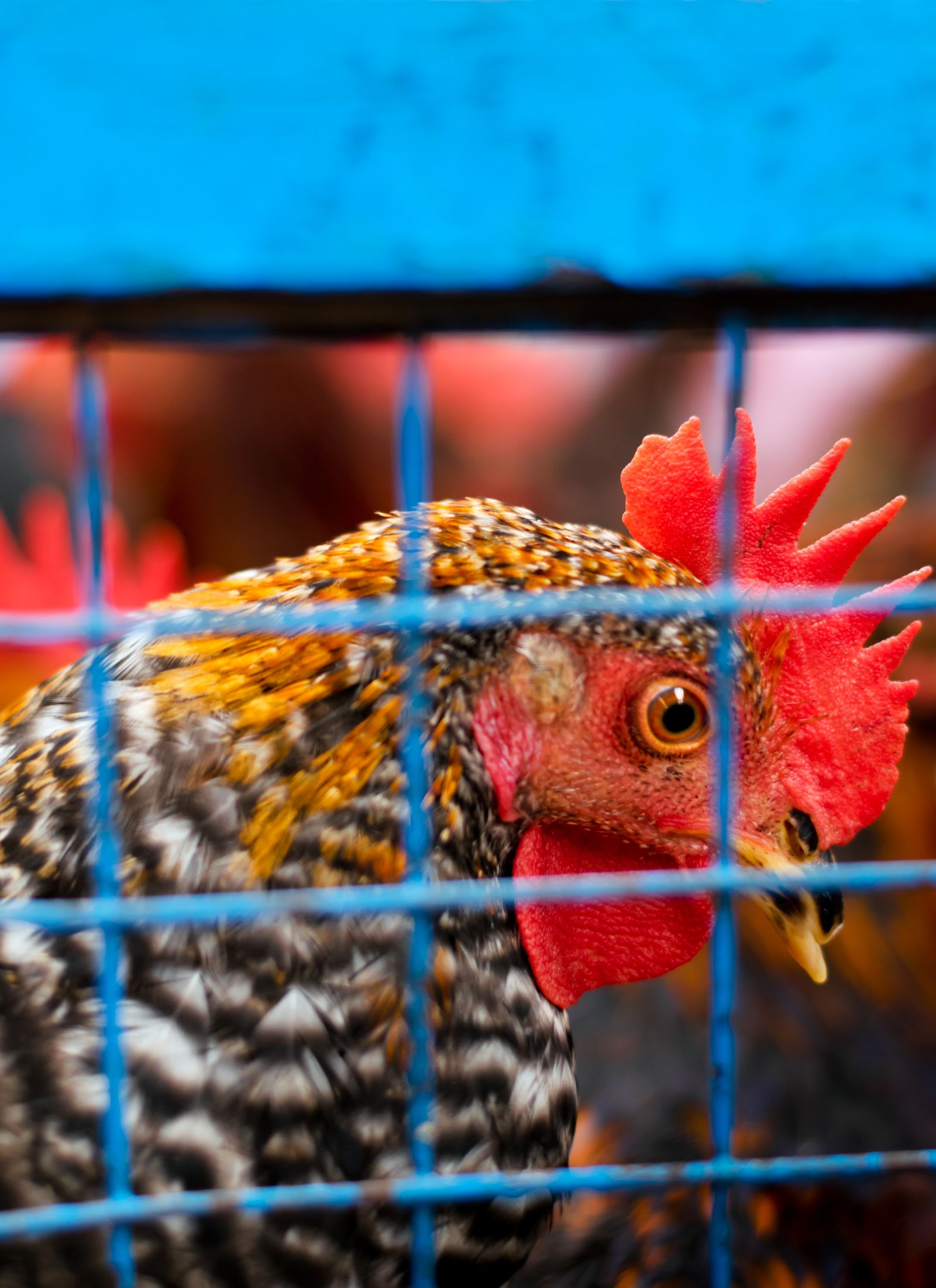 Free Range Chicken Farm Photos Download The Best Free Free Range