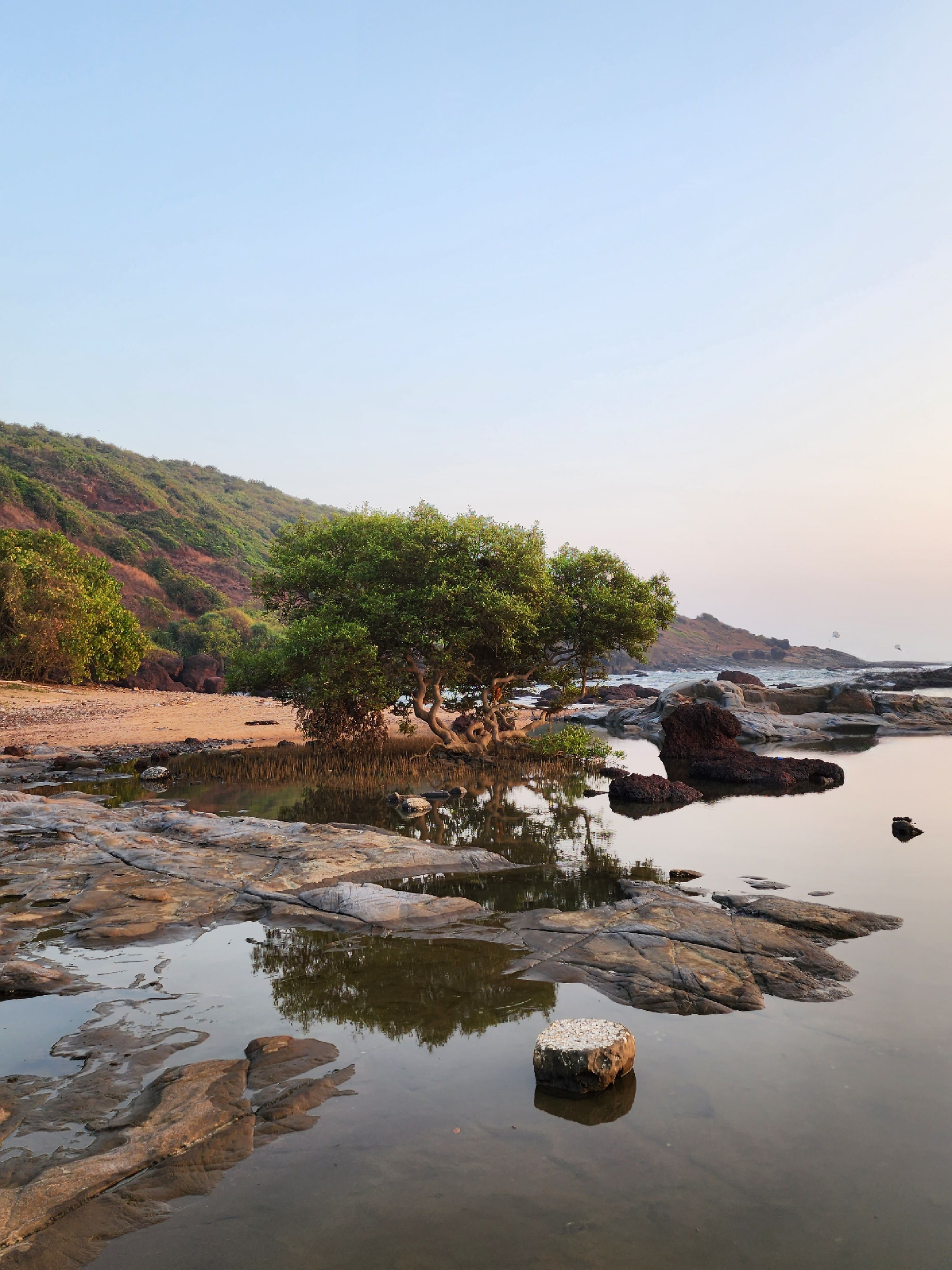 Tree Growing on Seashore on Sunset · Free Stock Photo
