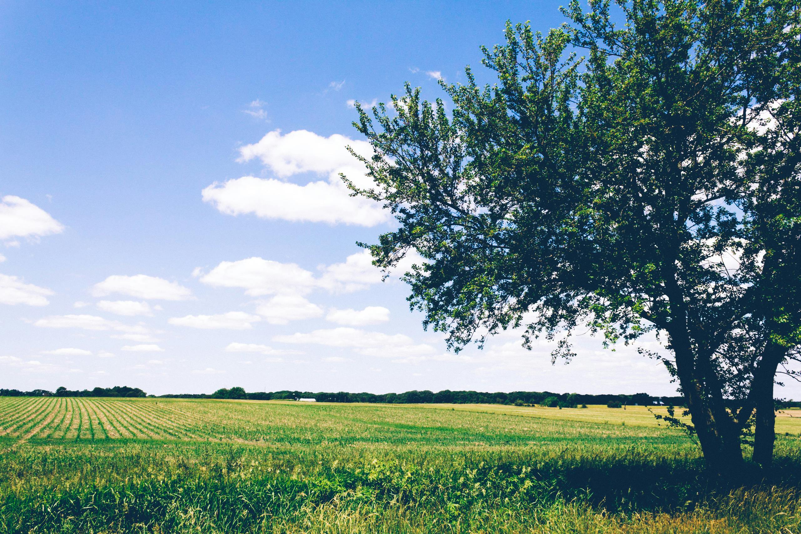 Green Leafed Tree Beside Open Field · Free Stock Photo