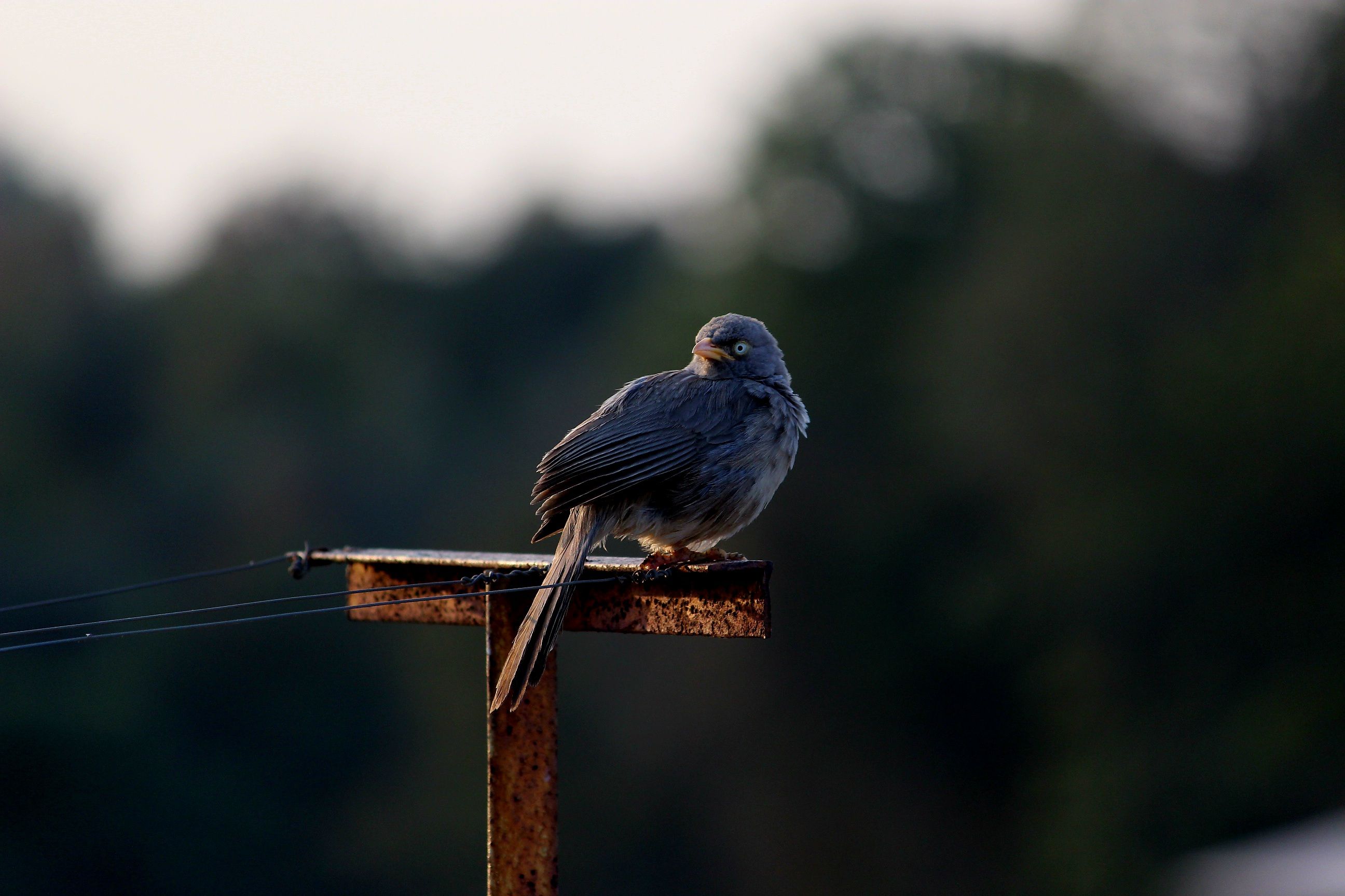 Beautiful Barn Owl · Free Stock Photo