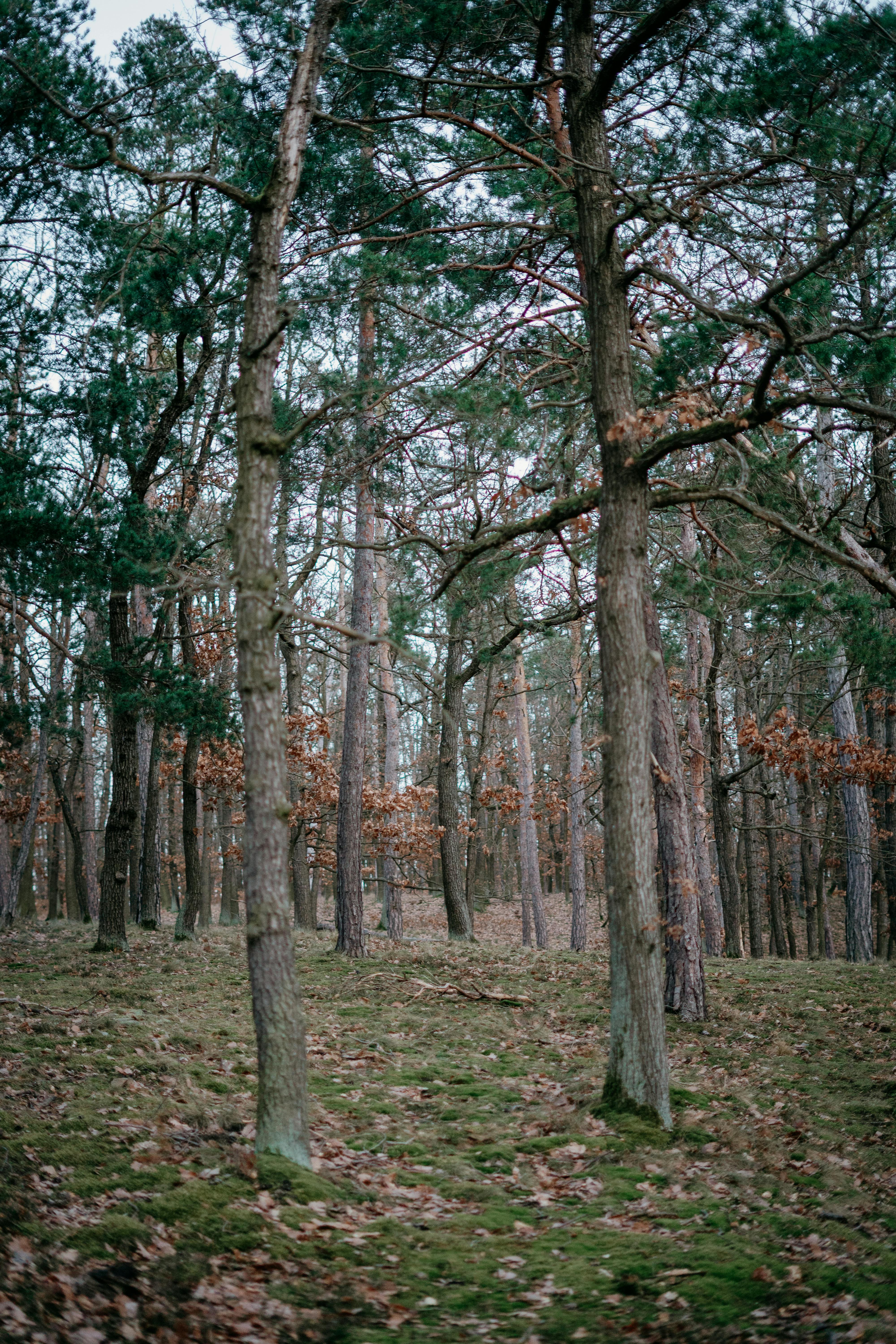 Trees in the Woods · Free Stock Photo