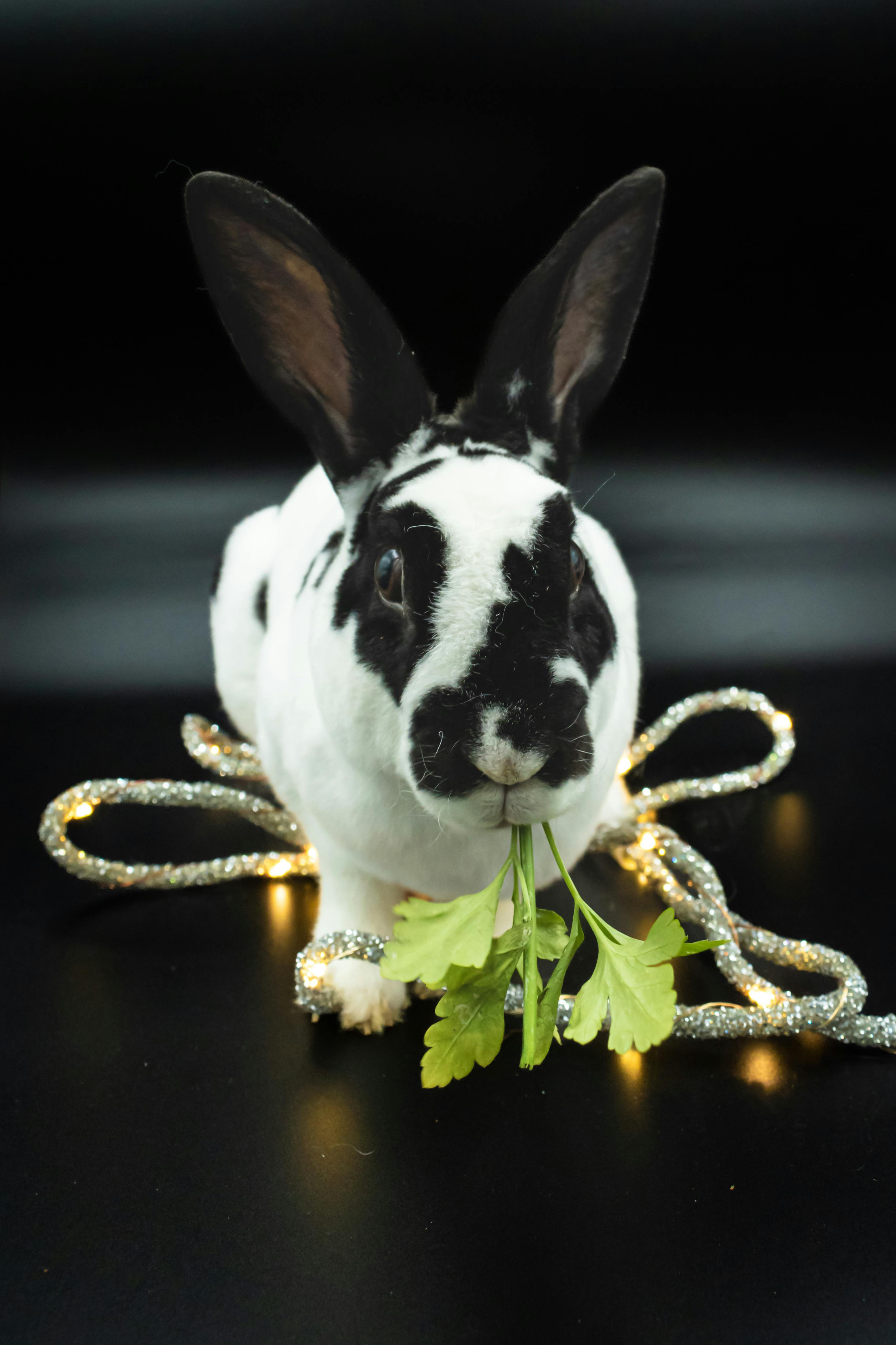 Close-Up Shot of an English Spot Rabbit on Black Surface · Free Stock Photo
