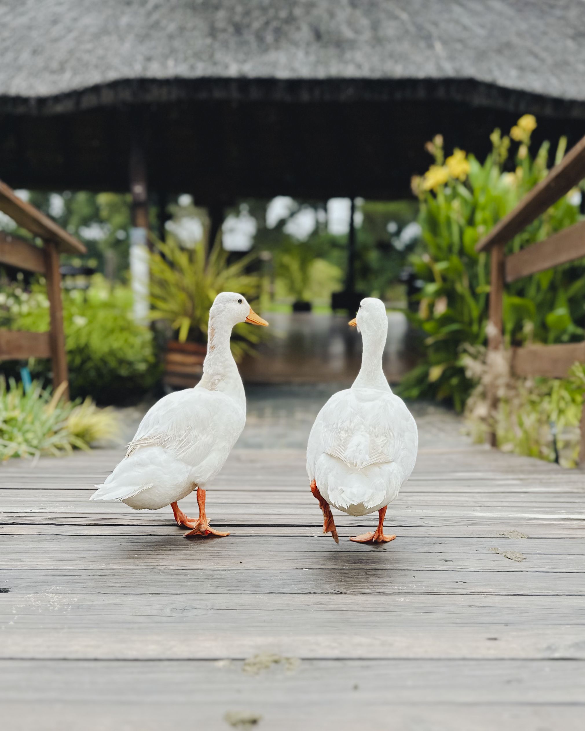 Goose Walking in Green Grass · Free Stock Photo