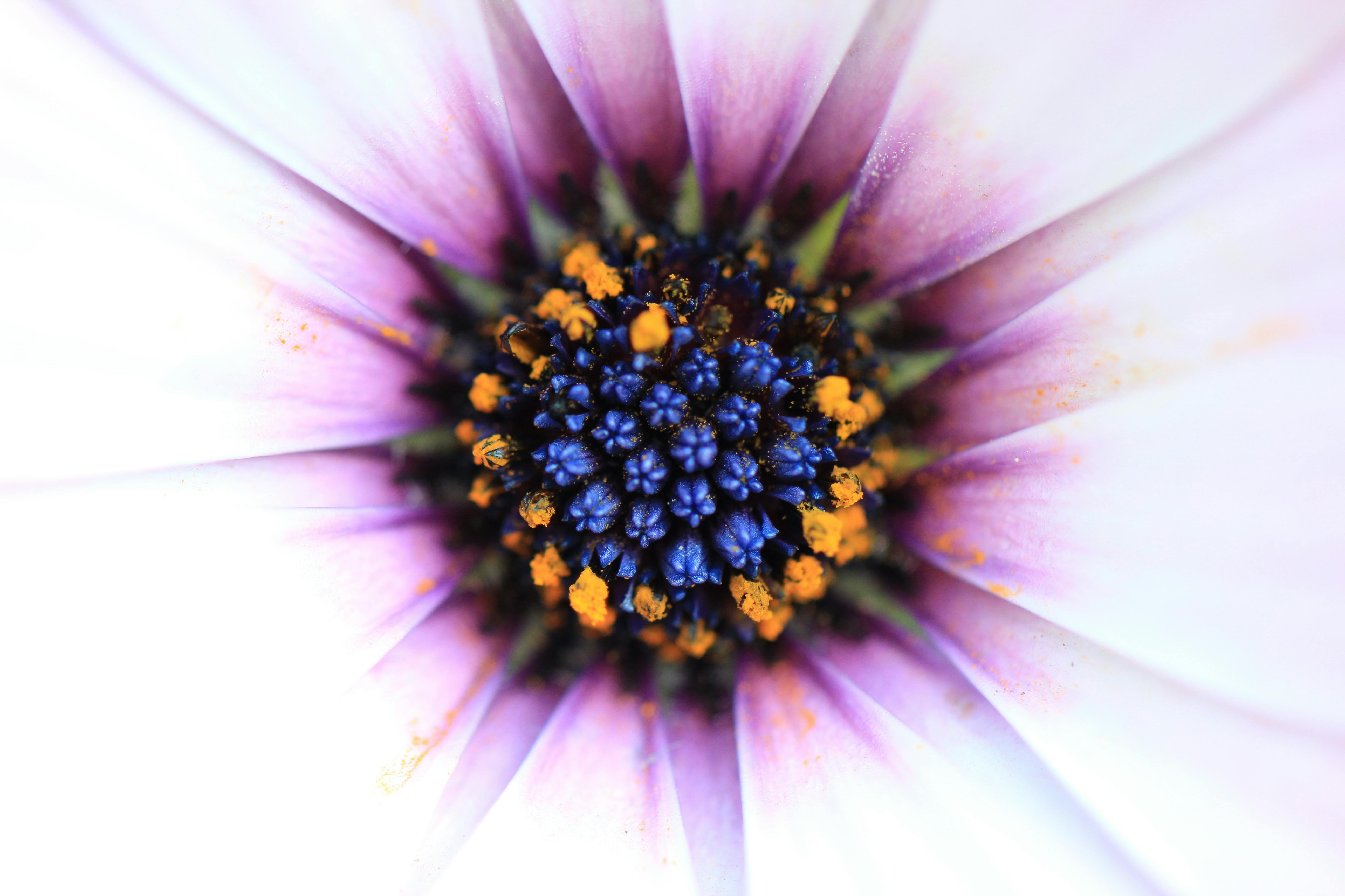 PLANTS 42 Photos & Videos Collected by Laura Alessia