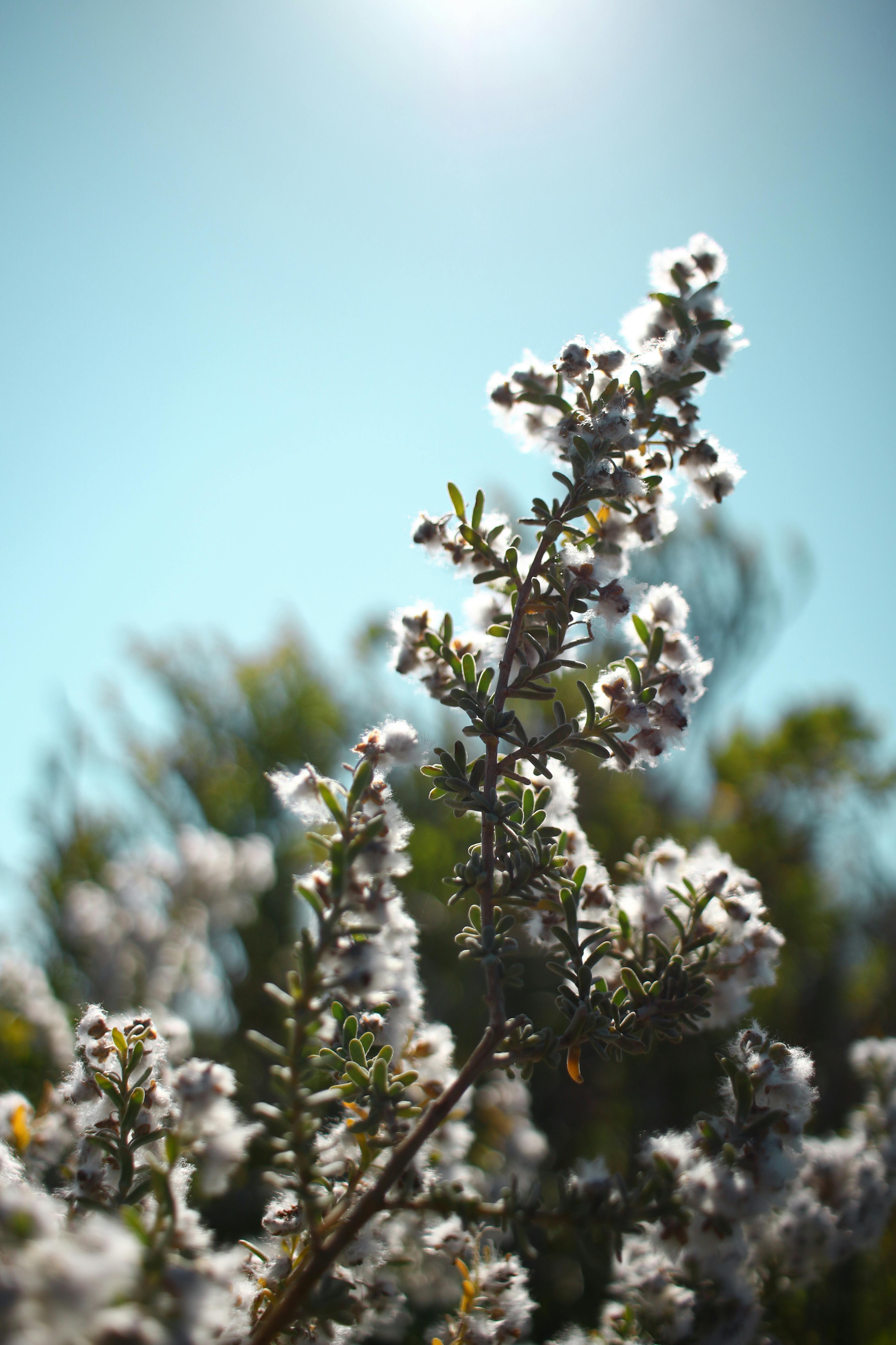 PLANTS 42 Photos & Videos Collected by Laura Alessia