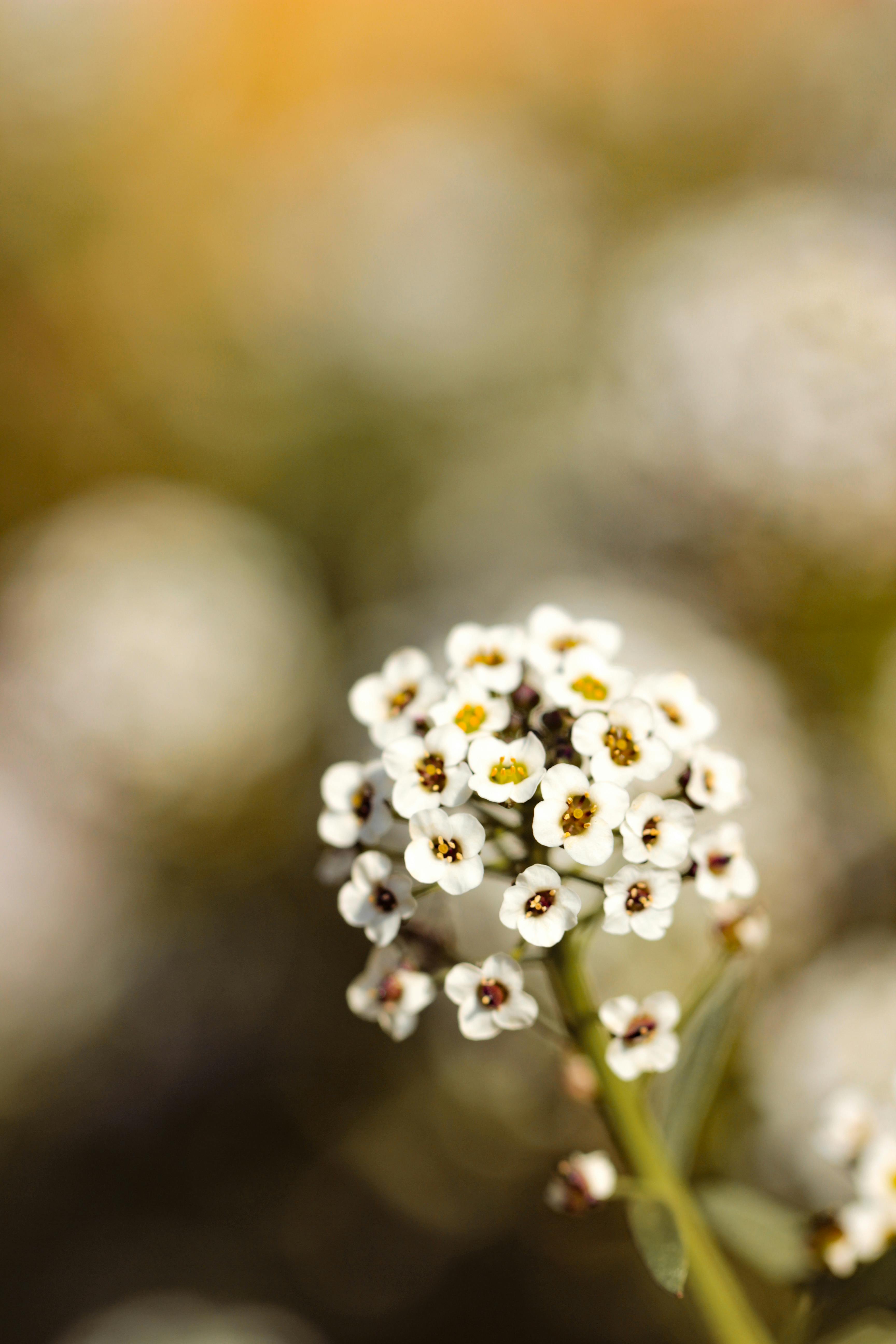 PLANTS 42 Photos & Videos Collected by Laura Alessia