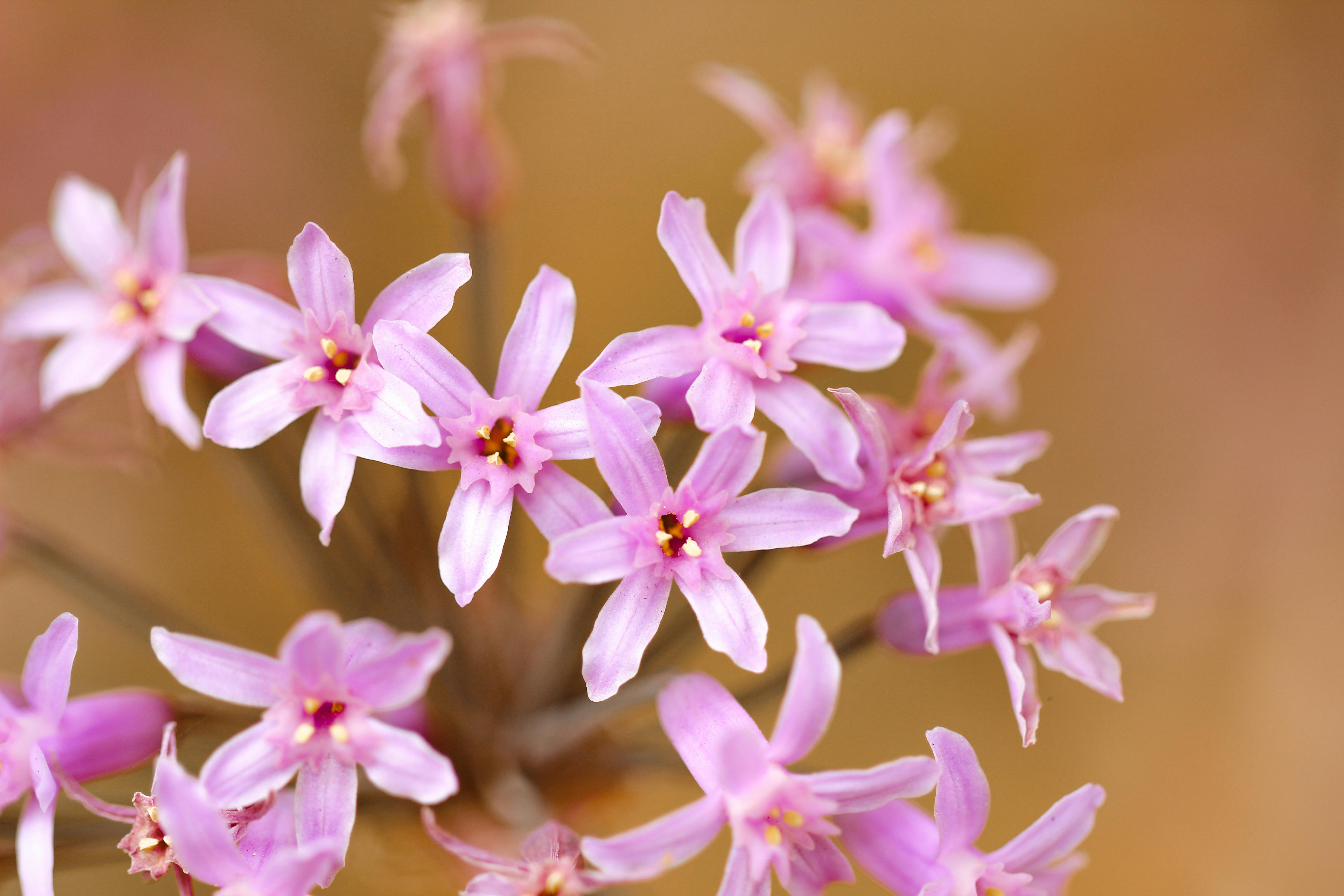 PLANTS 42 Photos & Videos Collected by Laura Alessia