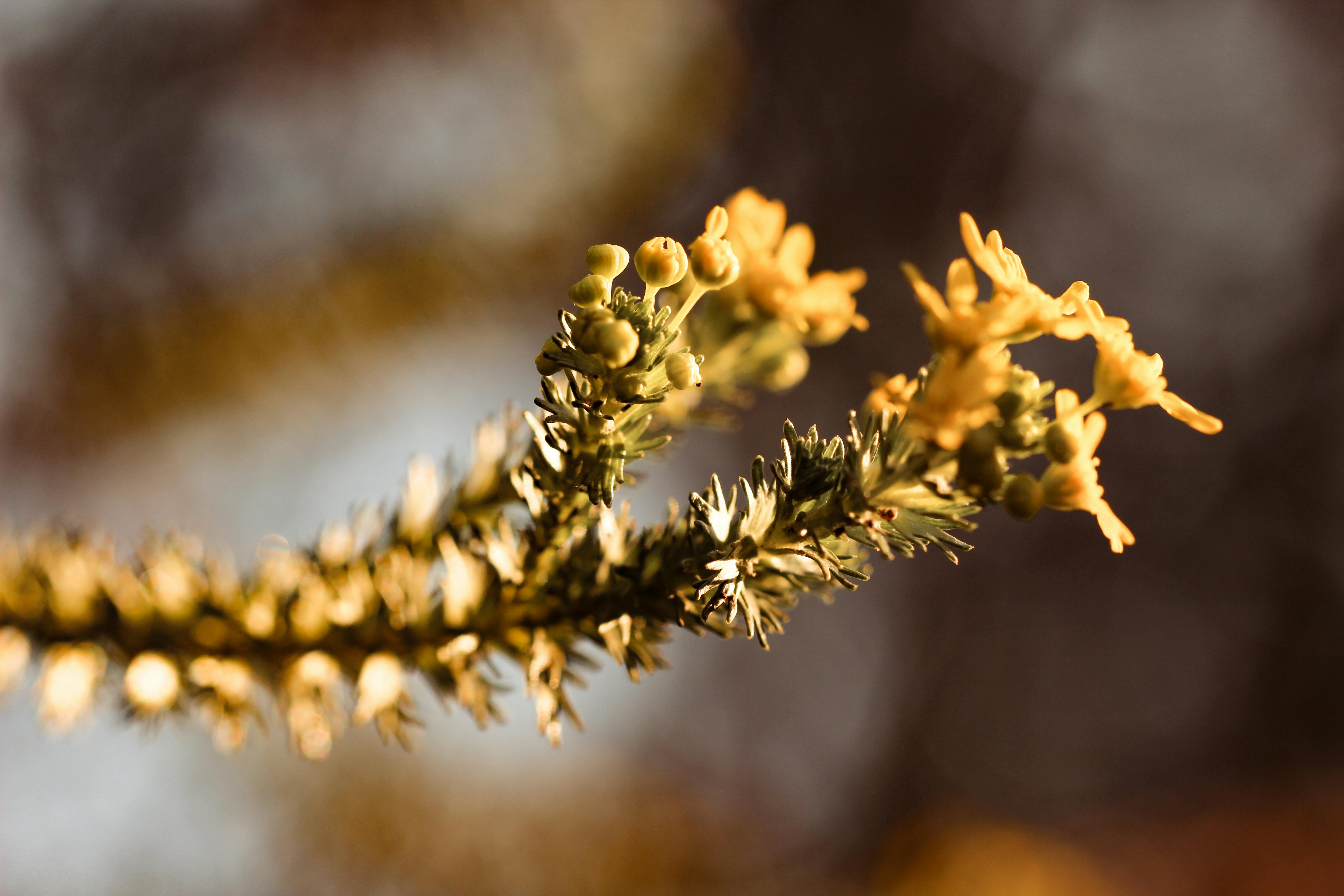 PLANTS 42 Photos & Videos Collected by Laura Alessia