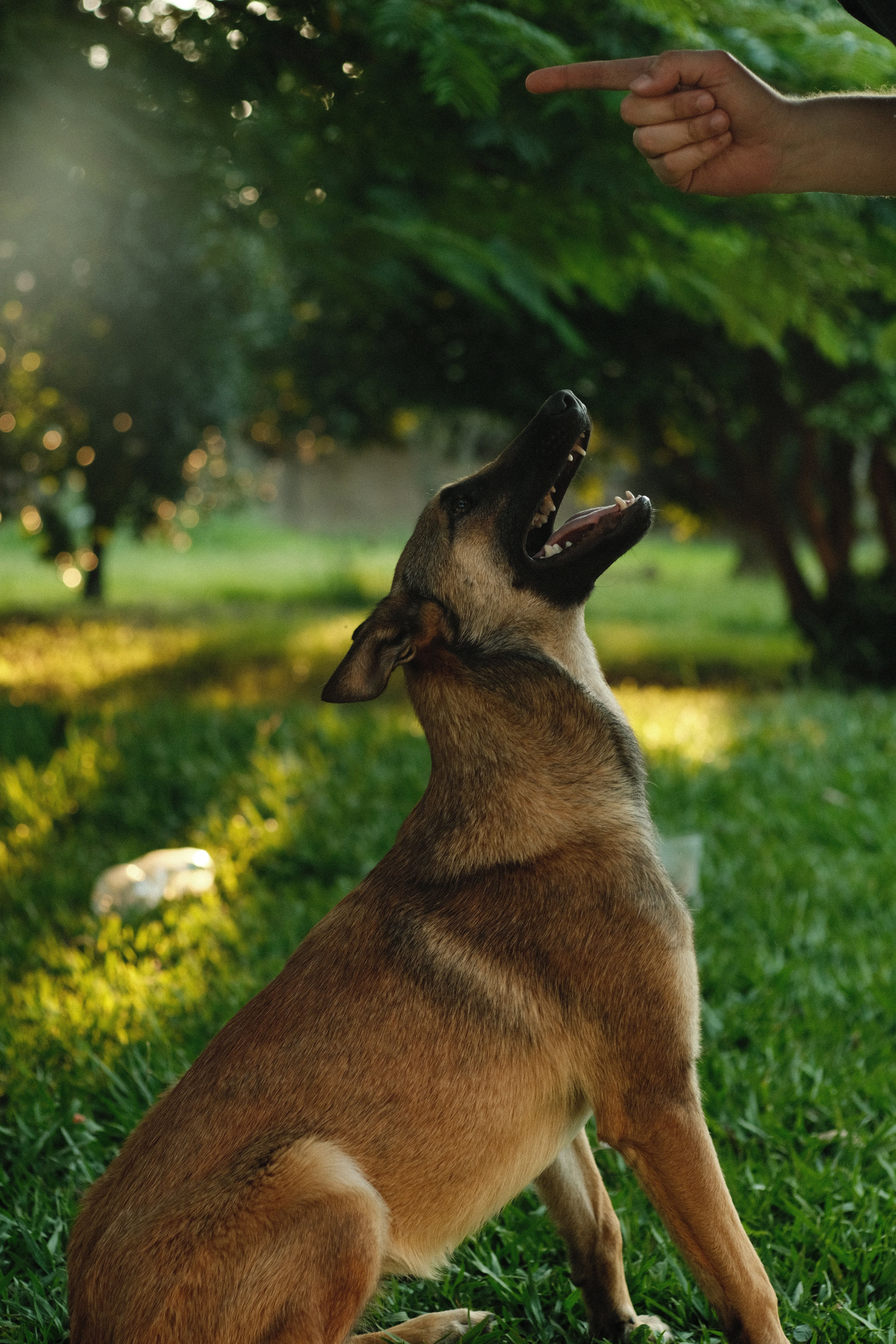 Kostnadsfri bild av aktiva, bark, belgisk malinois, belgiska herde ...