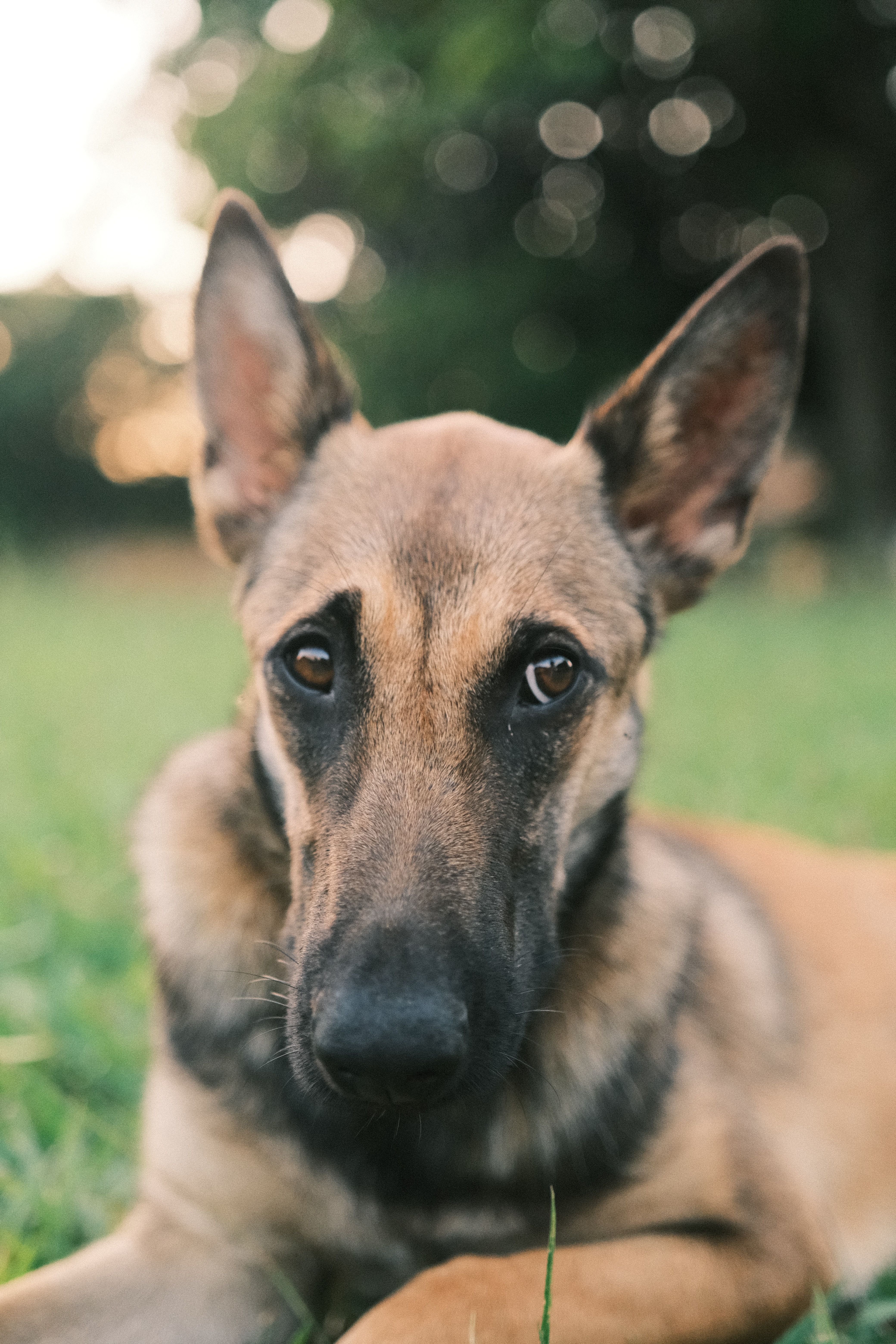 Close-up Photo of a Belgian Malinois · Free Stock Photo