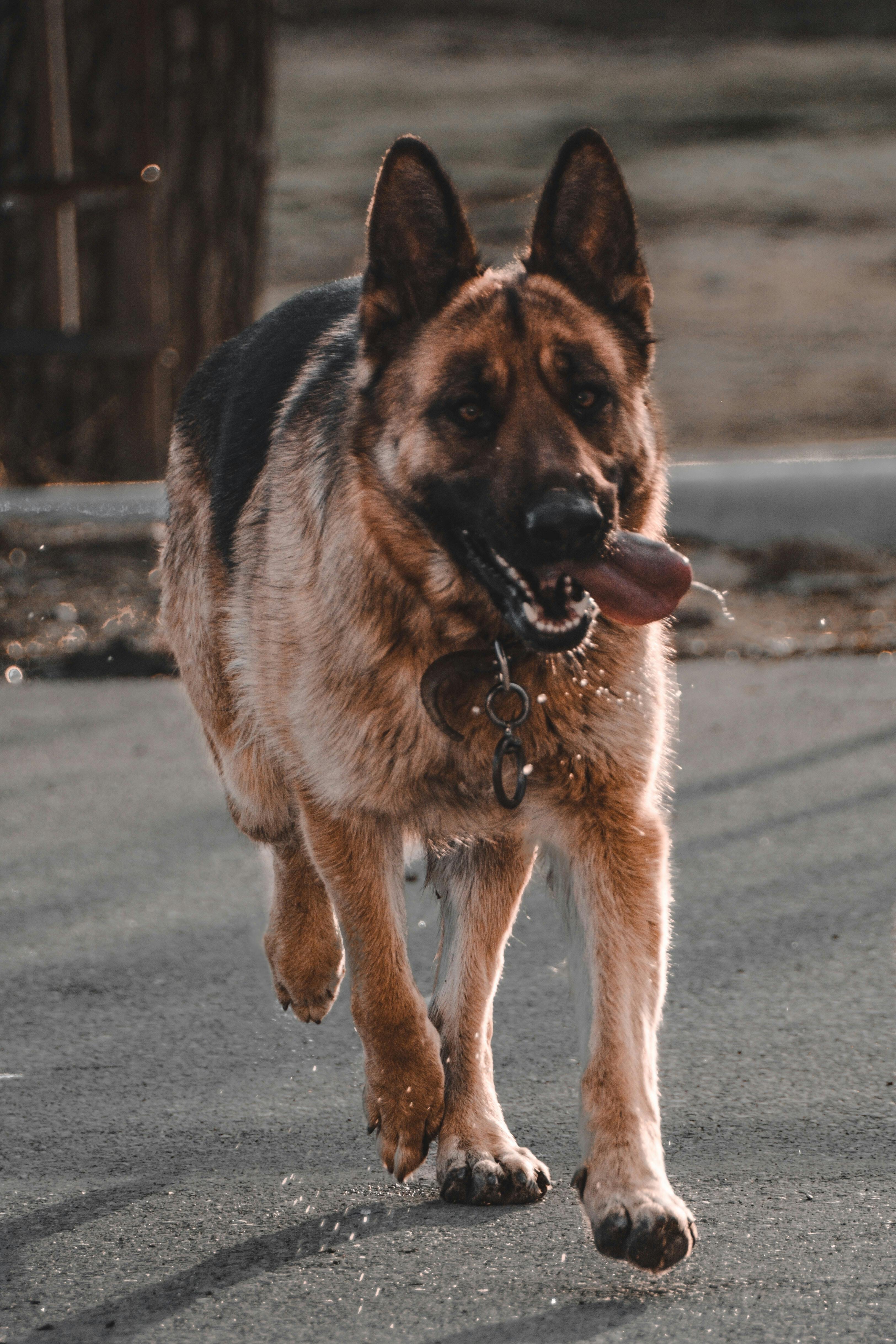 Dog Running in Park · Free Stock Photo