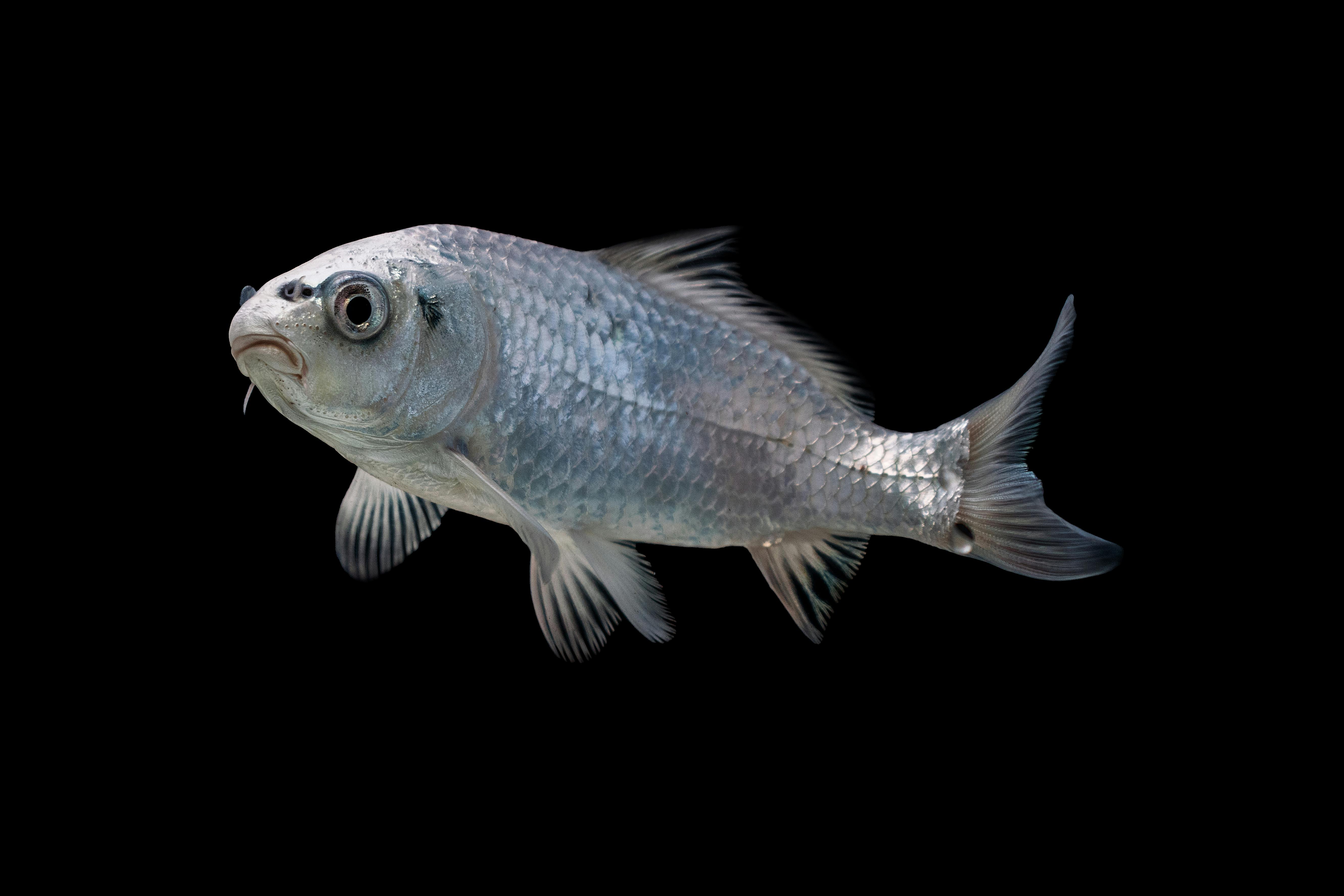 Silver Fish on a Black Background · Free Stock Photo
