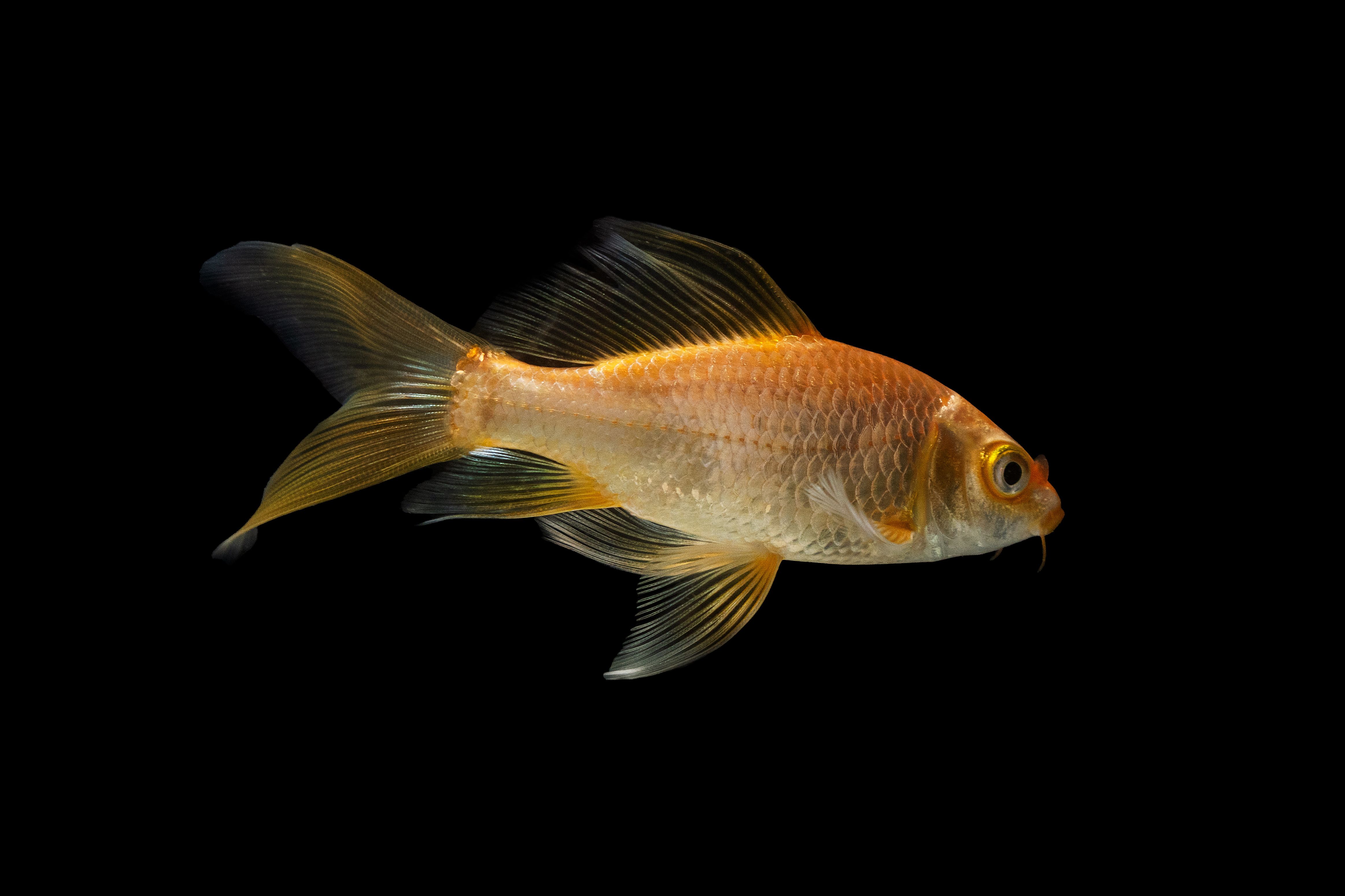 Foto de stock gratuita sobre acuario, aislado, aleta, aleta dorsal ...