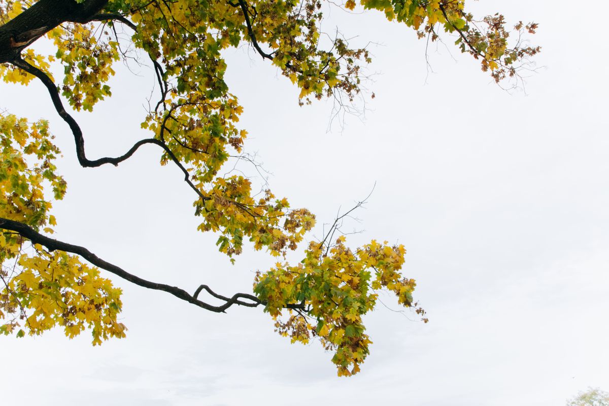 Tree Branches And Leaves Photos, Download The BEST Free Tree Branches ...