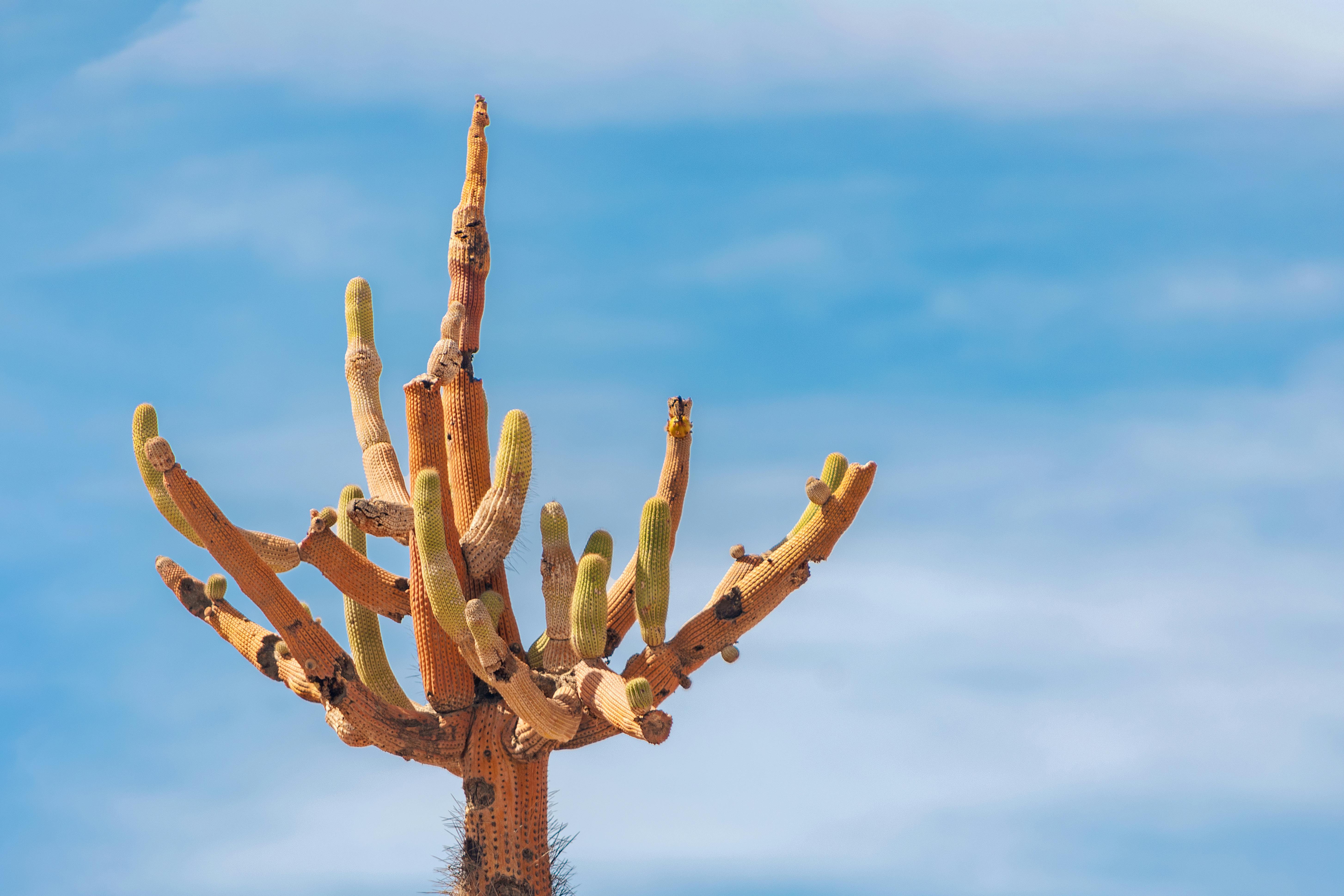 Withered Cactus in Nature · Free Stock Photo