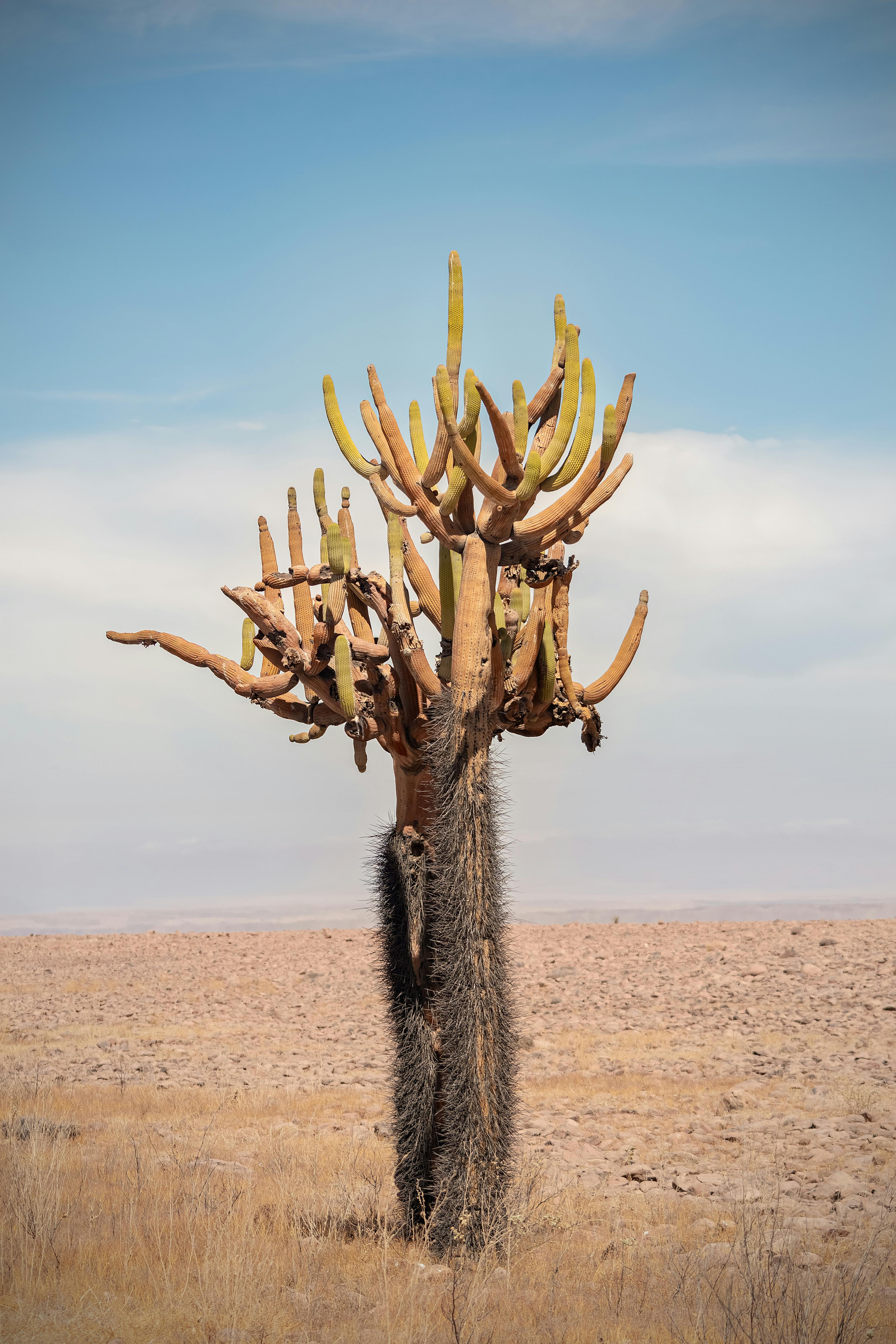 Withered Cactus on Desert · Free Stock Photo