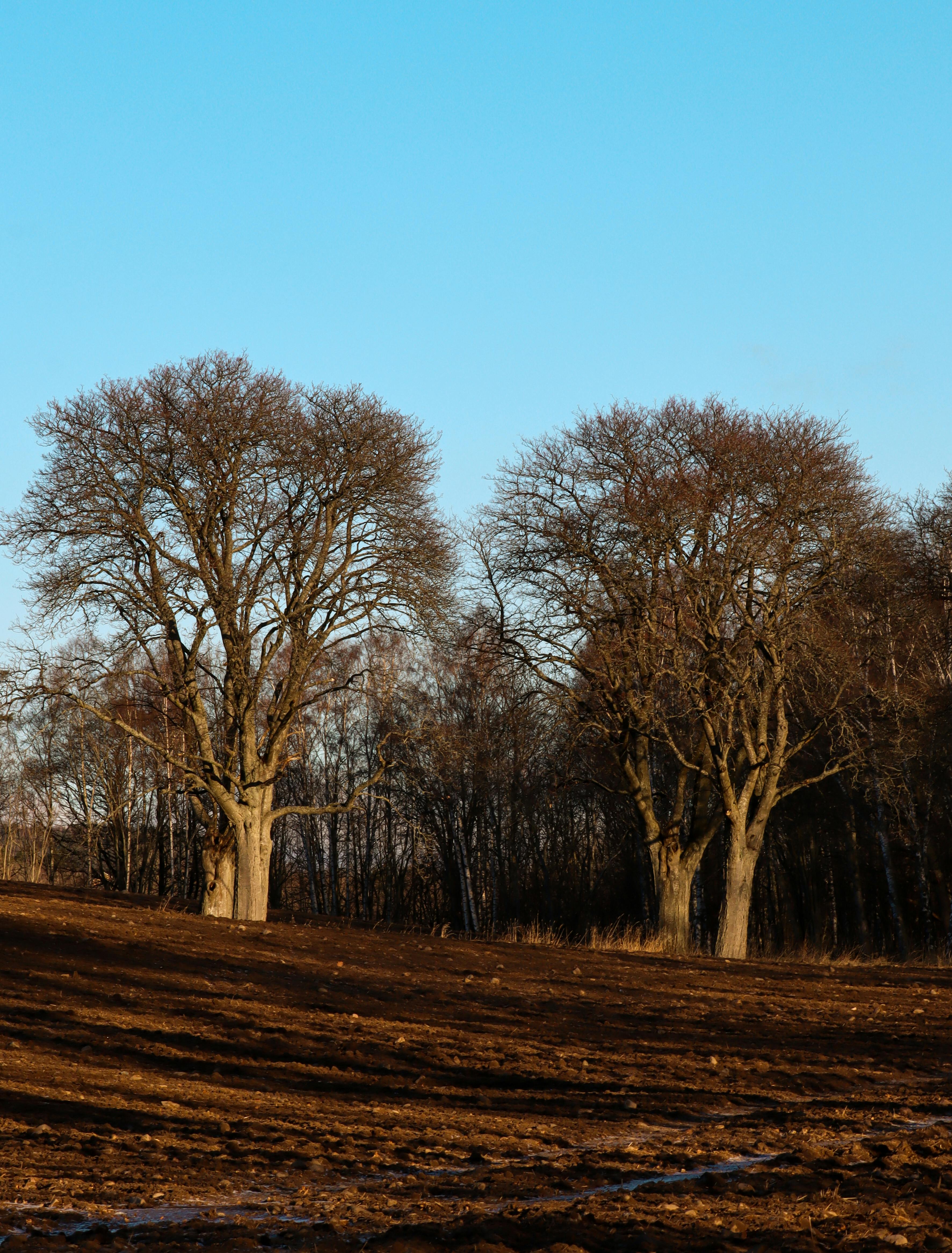 Clear Sky over Trees · Free Stock Photo