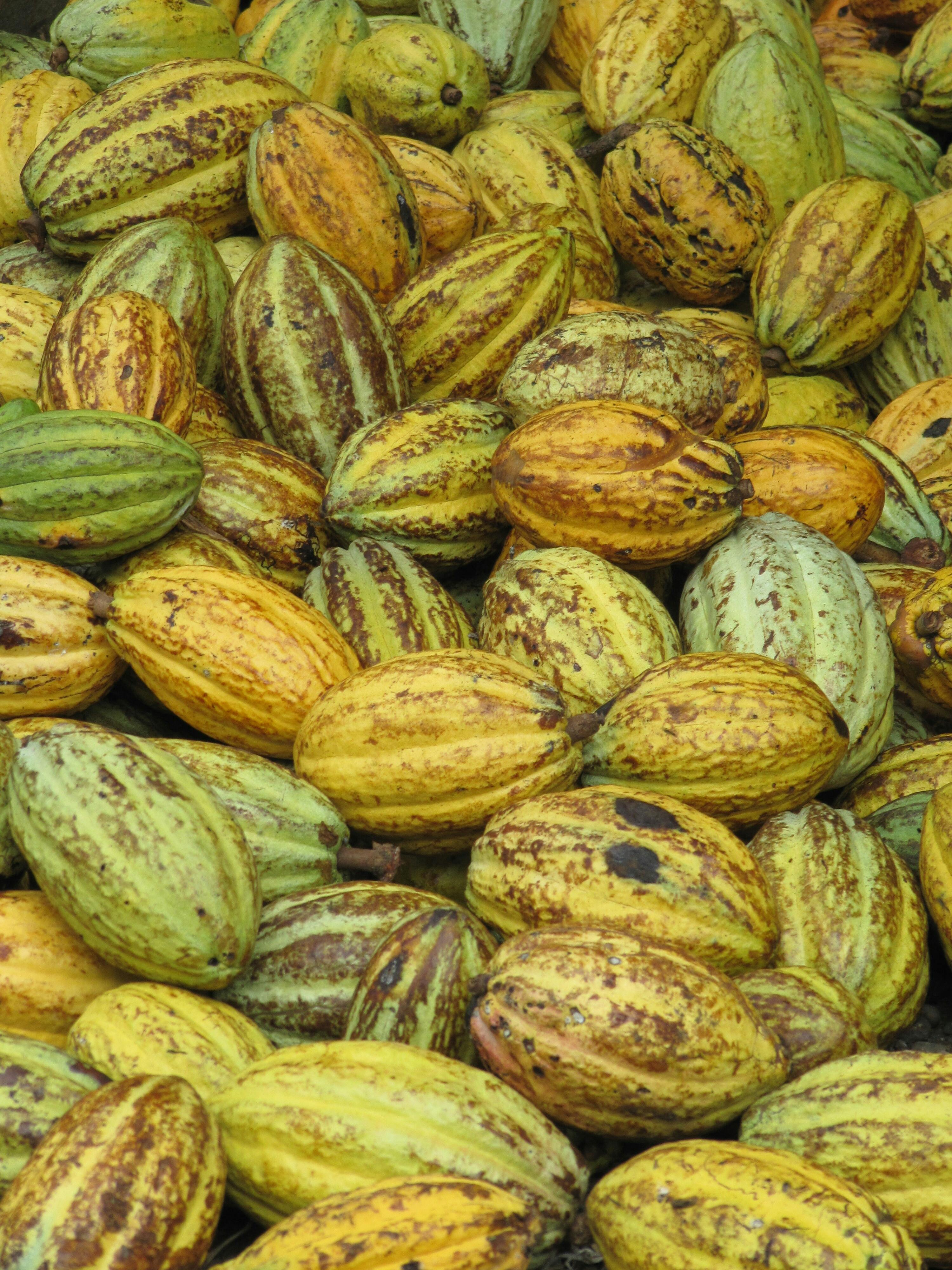 Foto stok gratis tentang afrika, agrikultura, alam, alami, biji cokelat ...