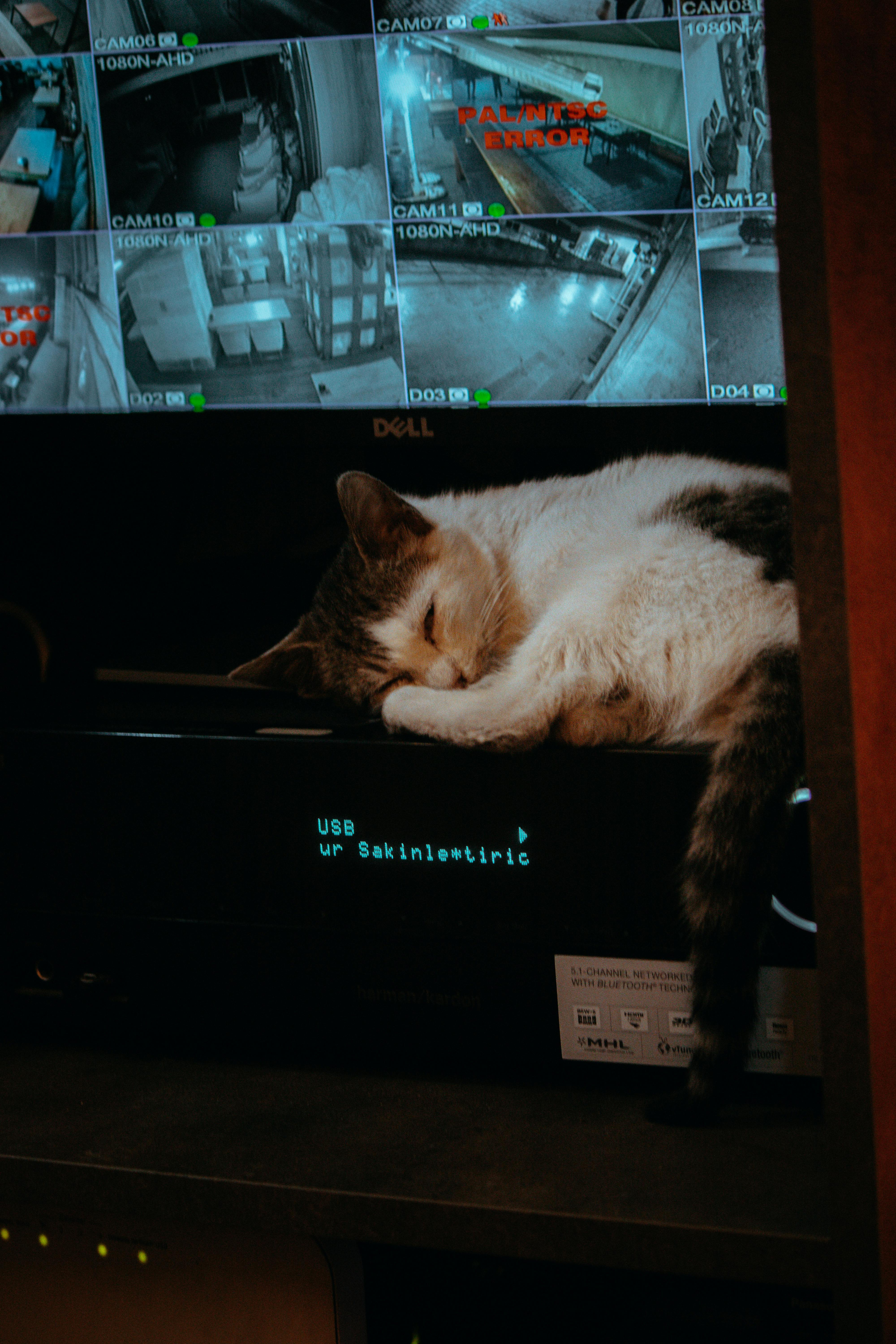 A Cat Sleeping under a Screen with the Footage from CCTV Cameras · Free ...