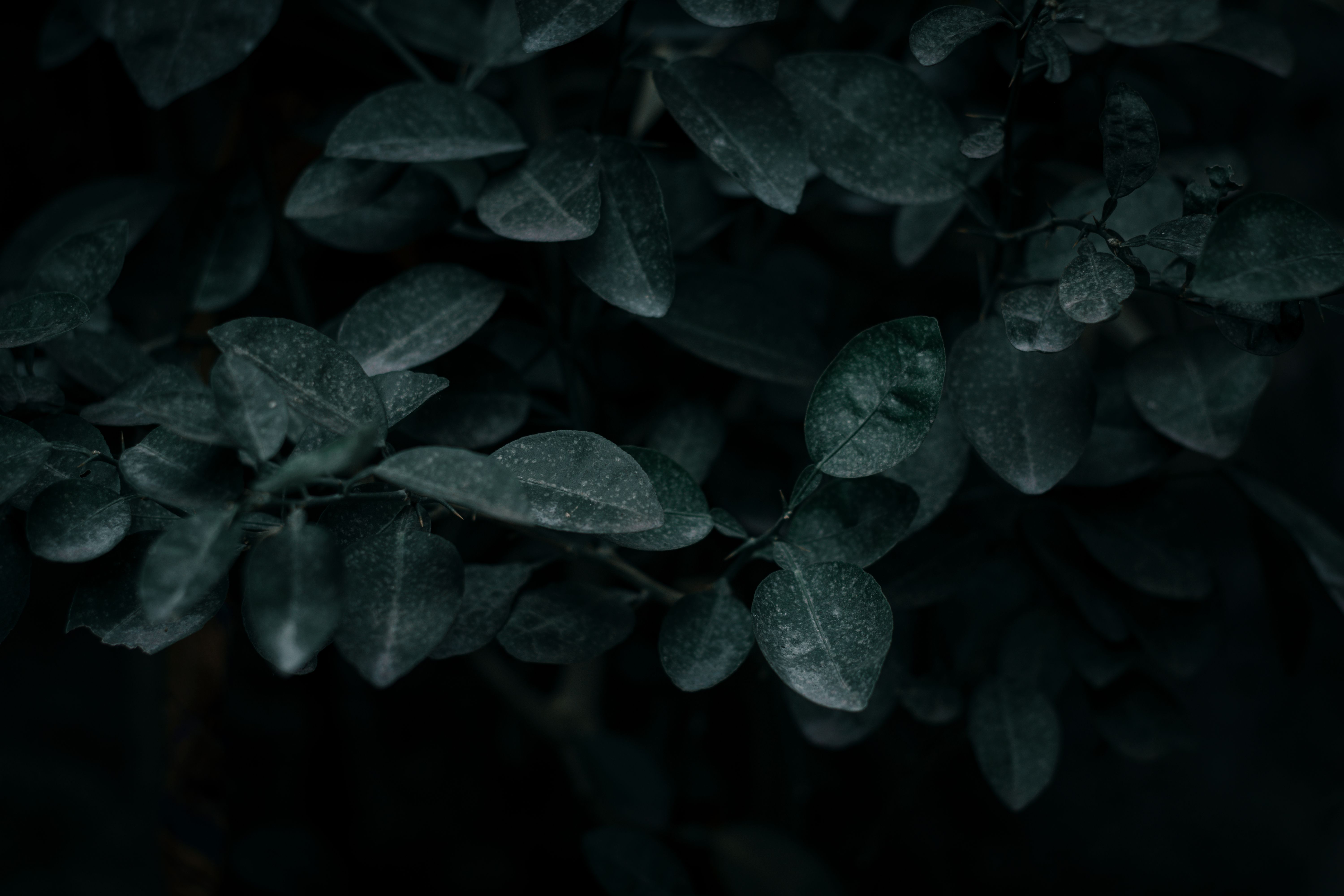 100.000+ melhores imagens de Floresta Escura · Download 100% grátis ...