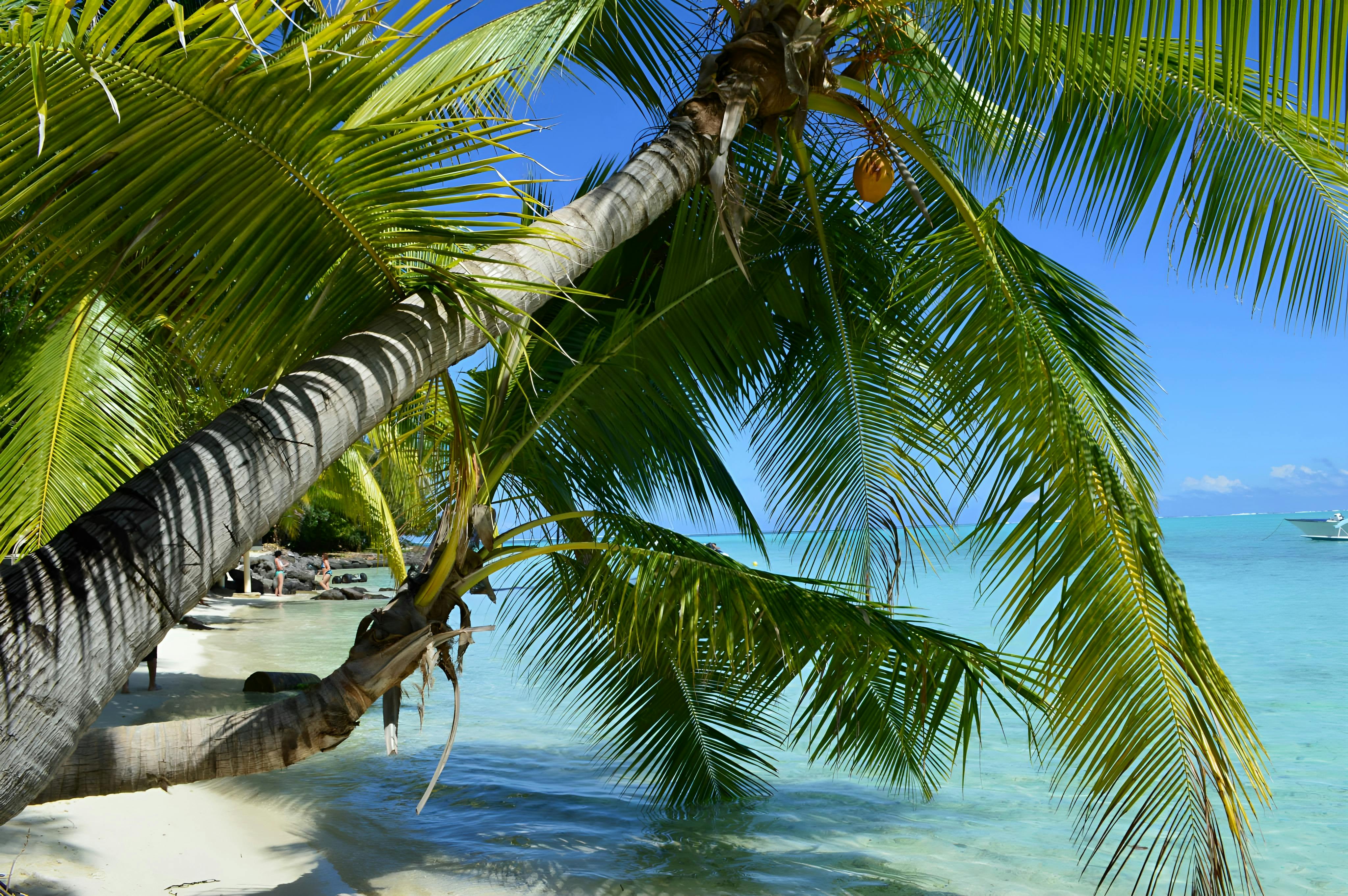 Coconut Trees Planted on Island · Free Stock Photo