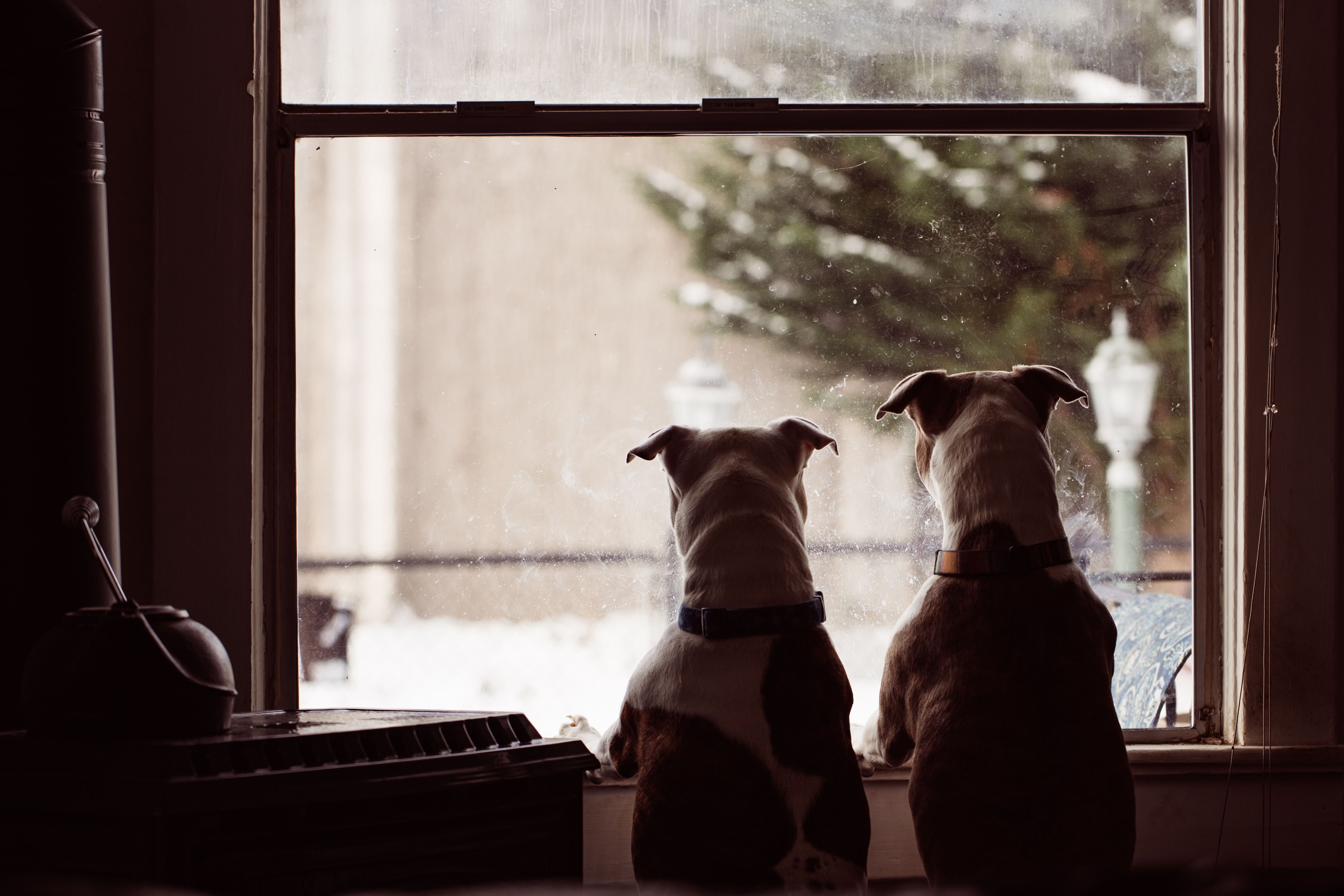 Dogs Around Home Photos, Download The BEST Free Dogs Around Home Stock ...