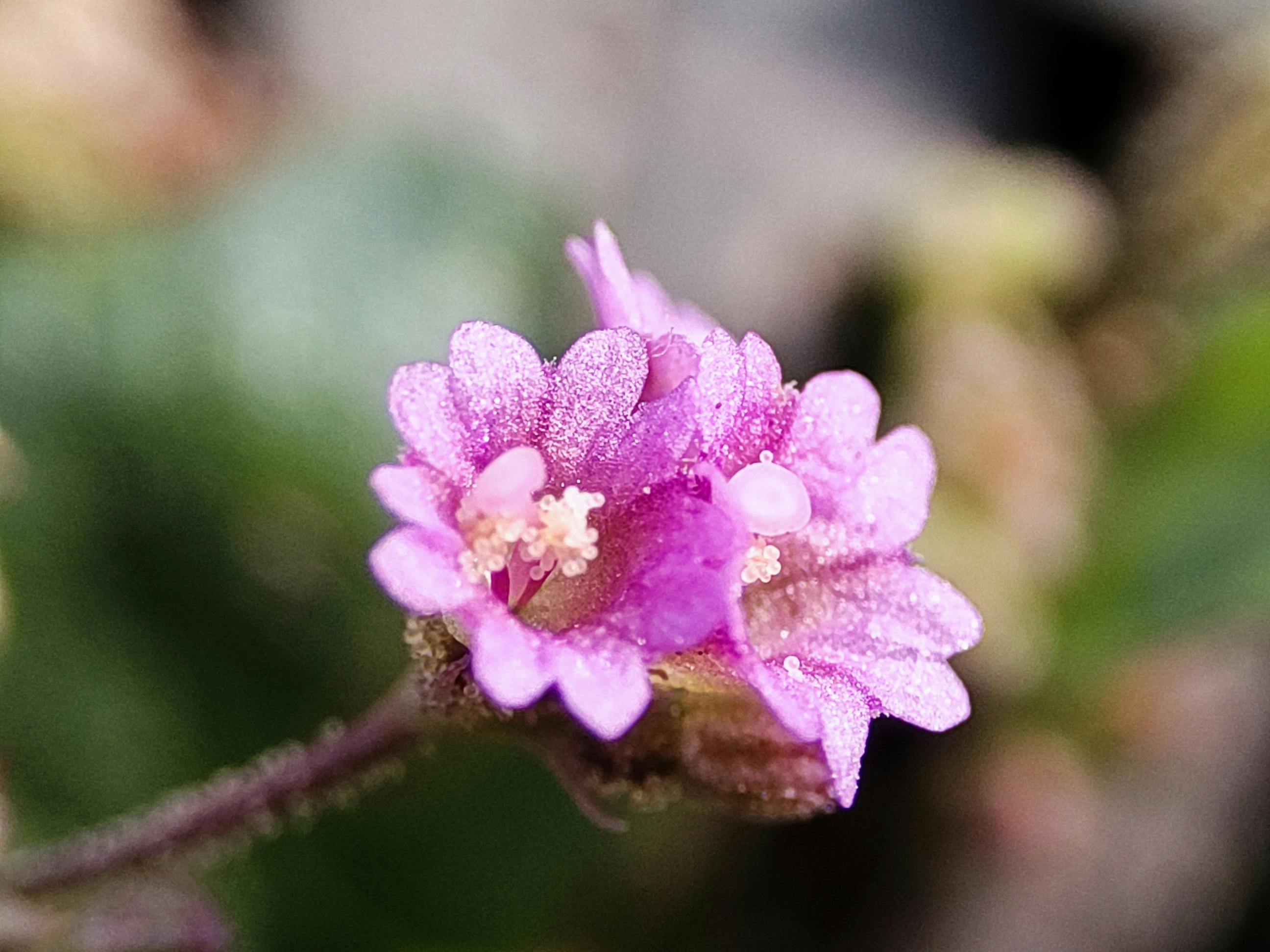 Rabbi Islam - Photography