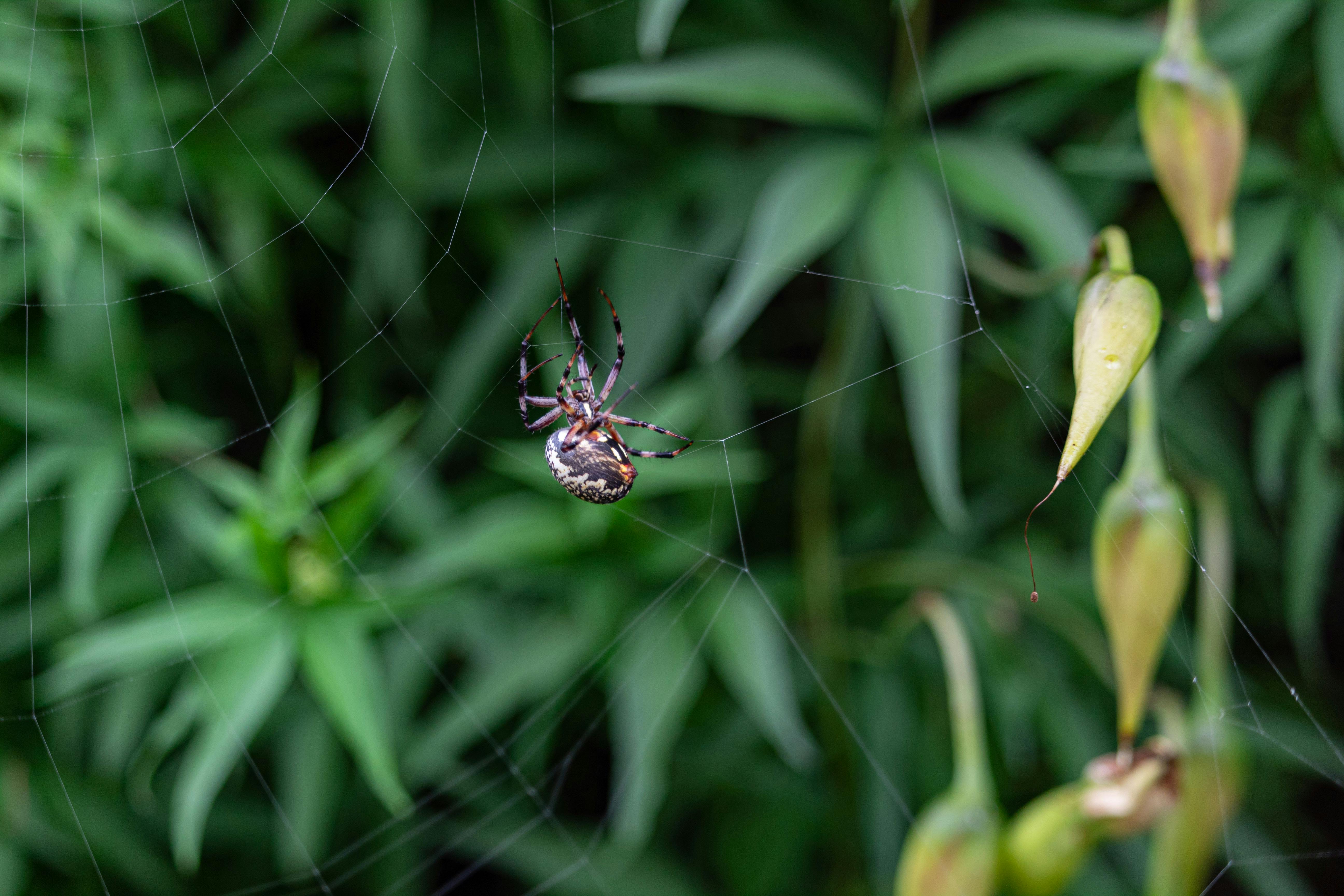 Spider Making a Web · Free Stock Photo