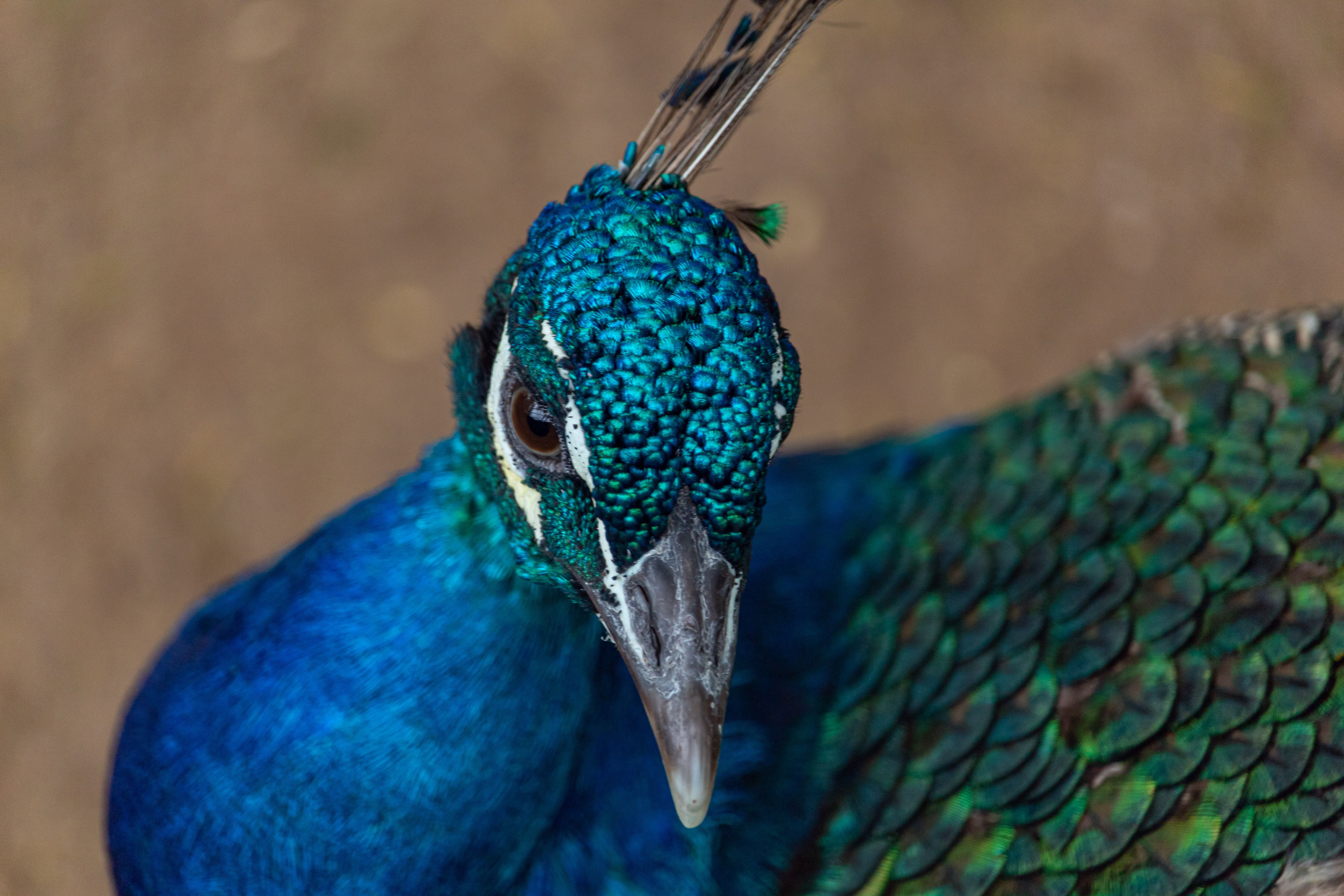 Exotic Bird with Chicks in Nature · Free Stock Photo
