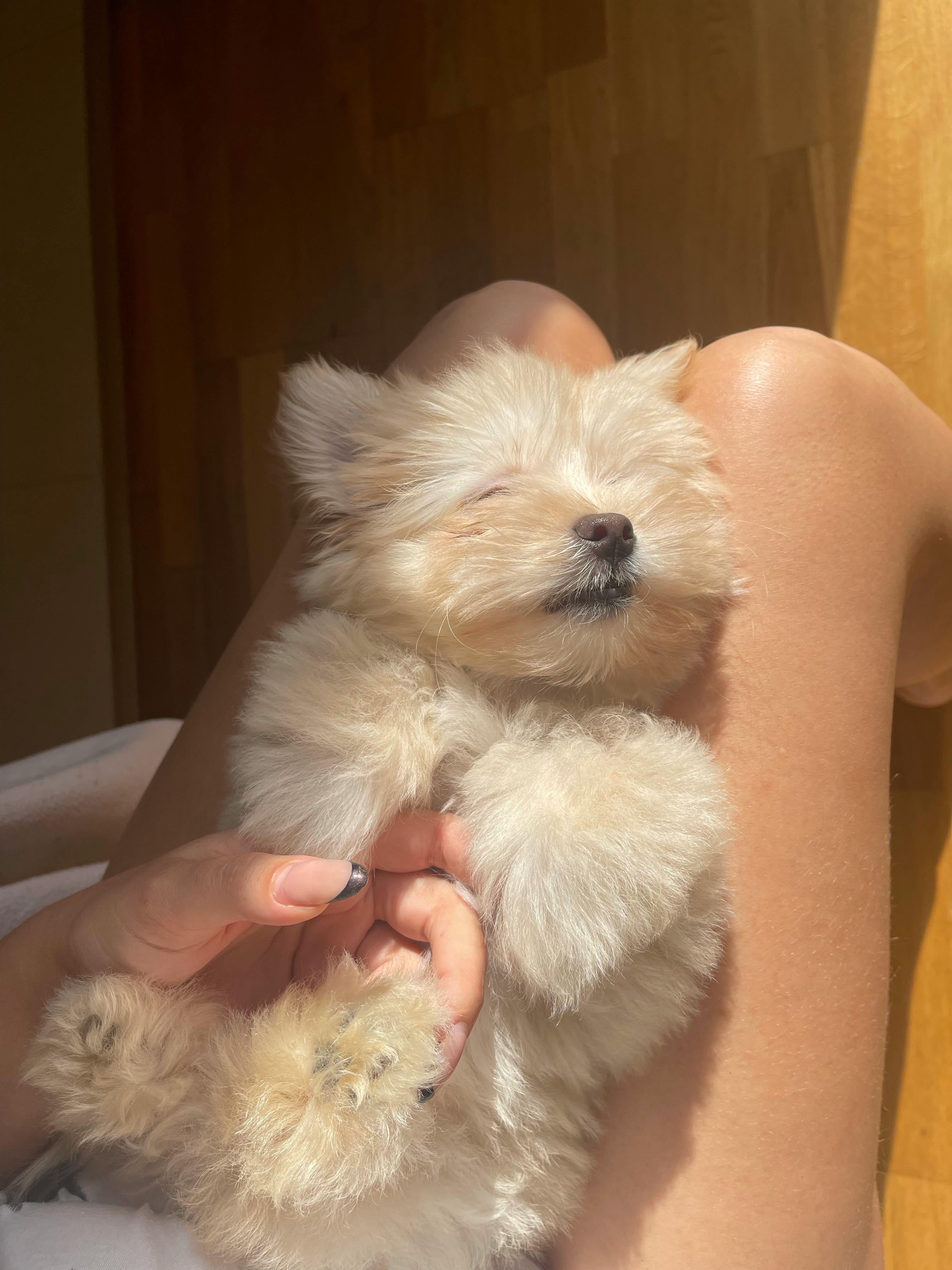 Puppy Sleeping on Owner's Lap · Free Stock Photo