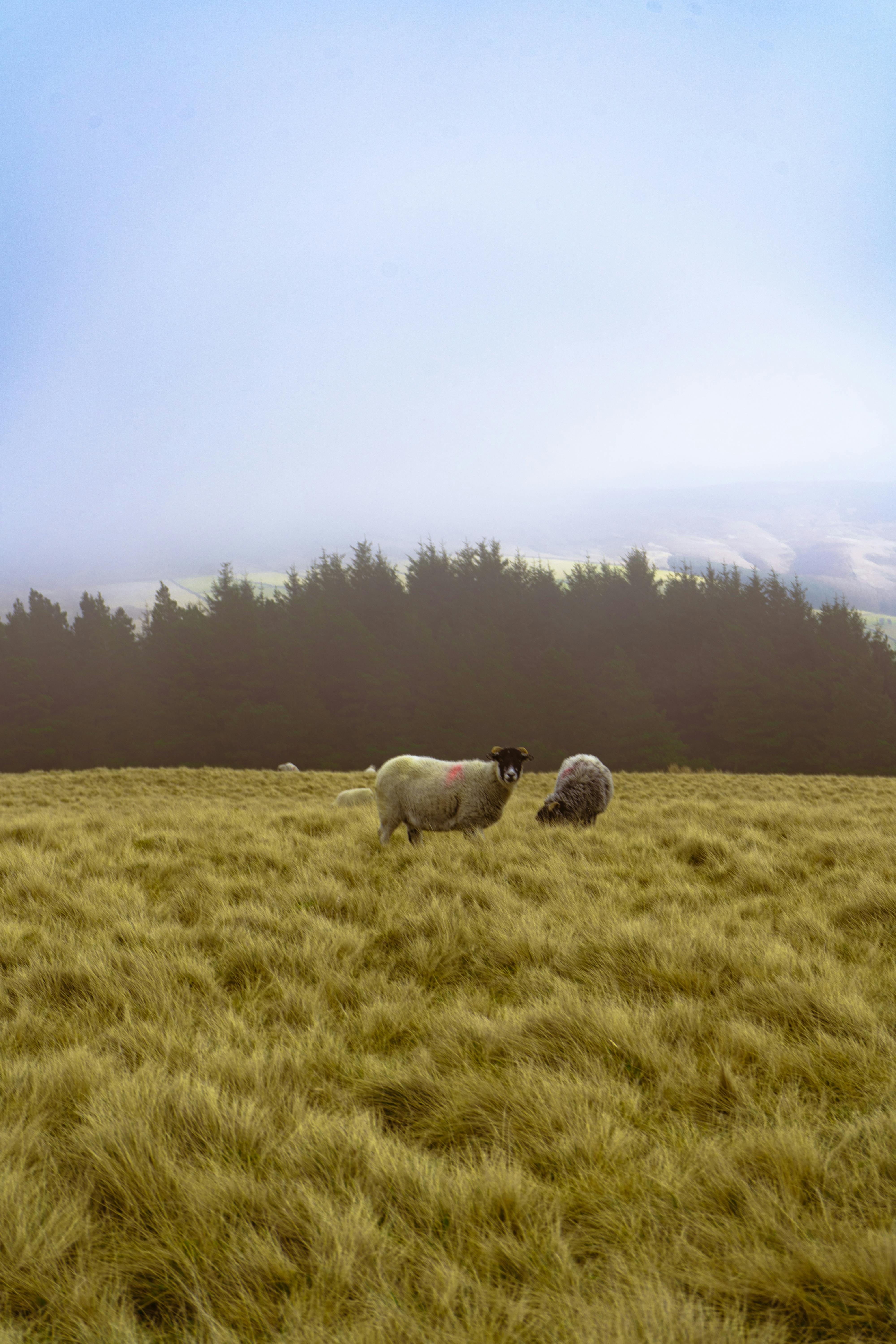 Sulfox Sheep Photos, Download The BEST Free Sulfox Sheep Stock Photos ...