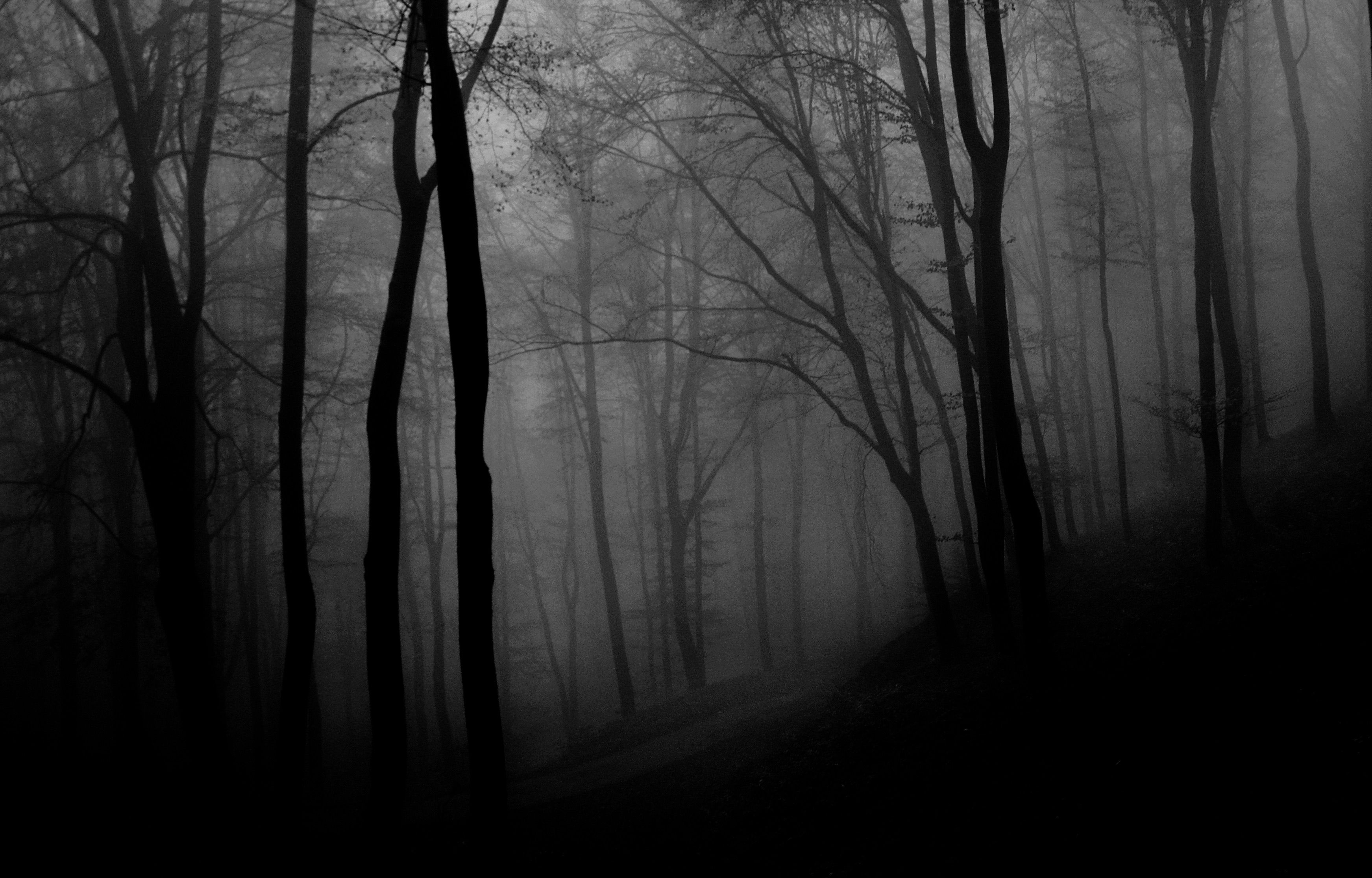 Fog in a Spooky Forest · Free Stock Photo